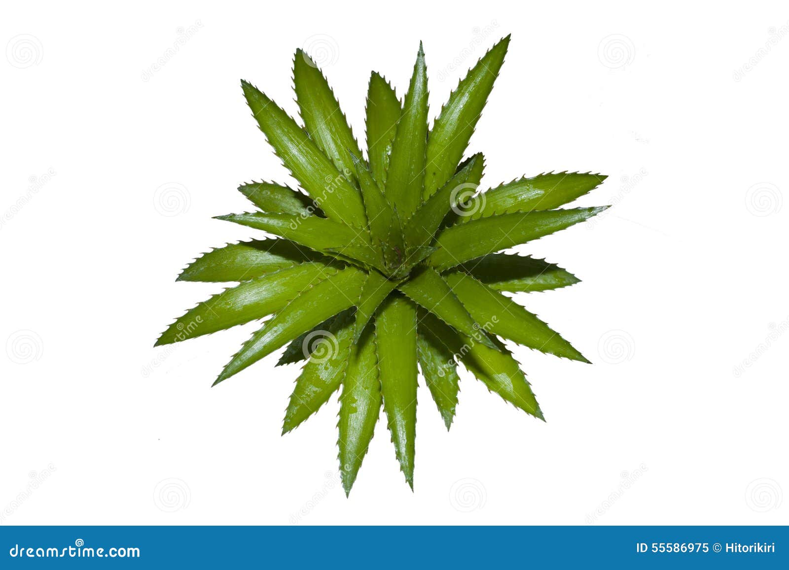 Leaves pineapple stock image. Image of freshness, white - 55586975