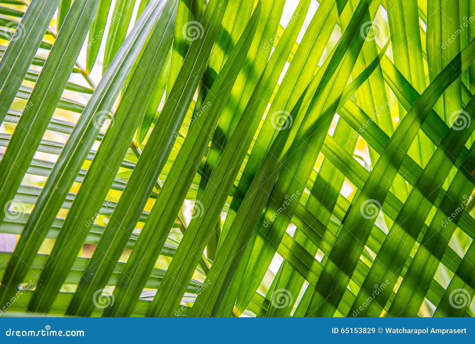 Leaves placed overlapping. stock image. Image of leaf - 65153829