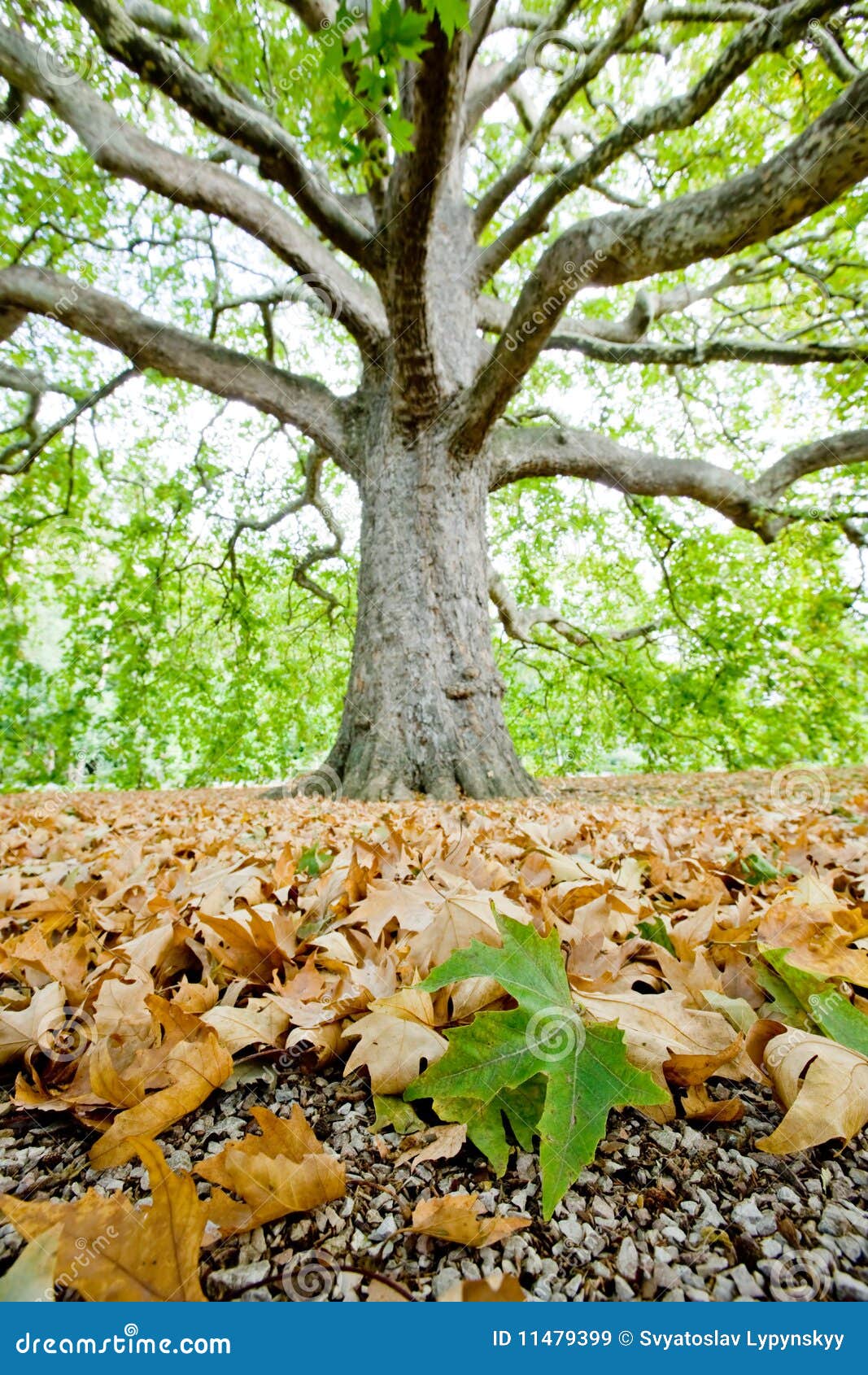 Leaves of Plane Tree and Gravel with Big Tree on B Stock Image - Image ...