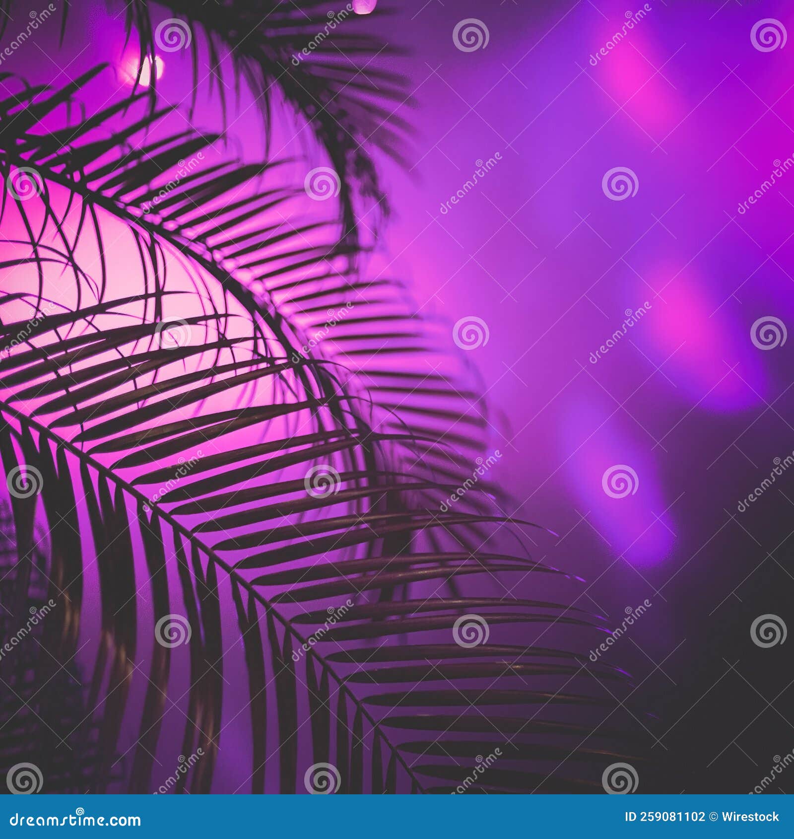 Leaves of a Plant in a Neon Purple Light Stock Photo - Image of ...