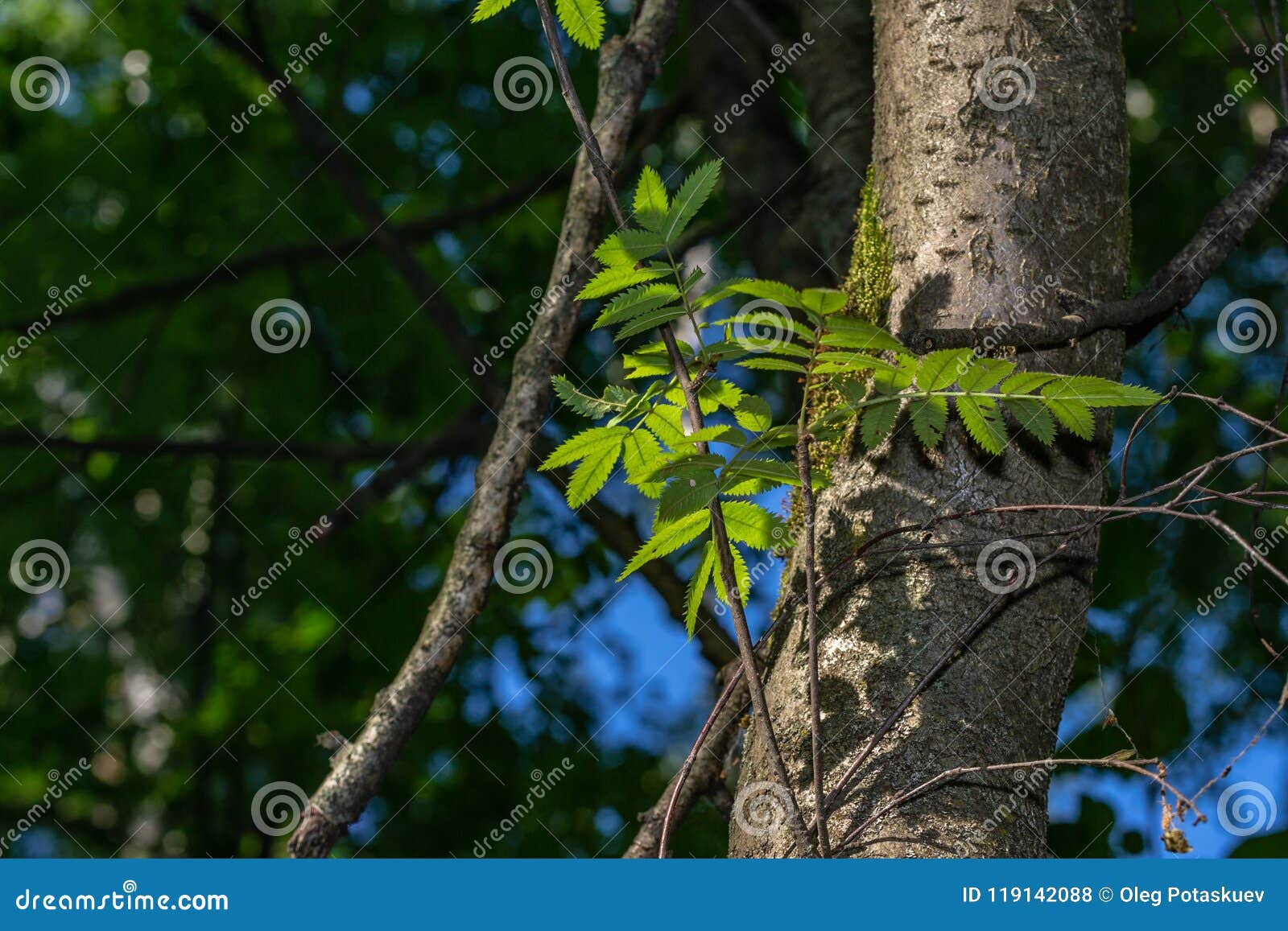 Leaves of Plants in a Close-up Forest Stock Photo - Image of life ...