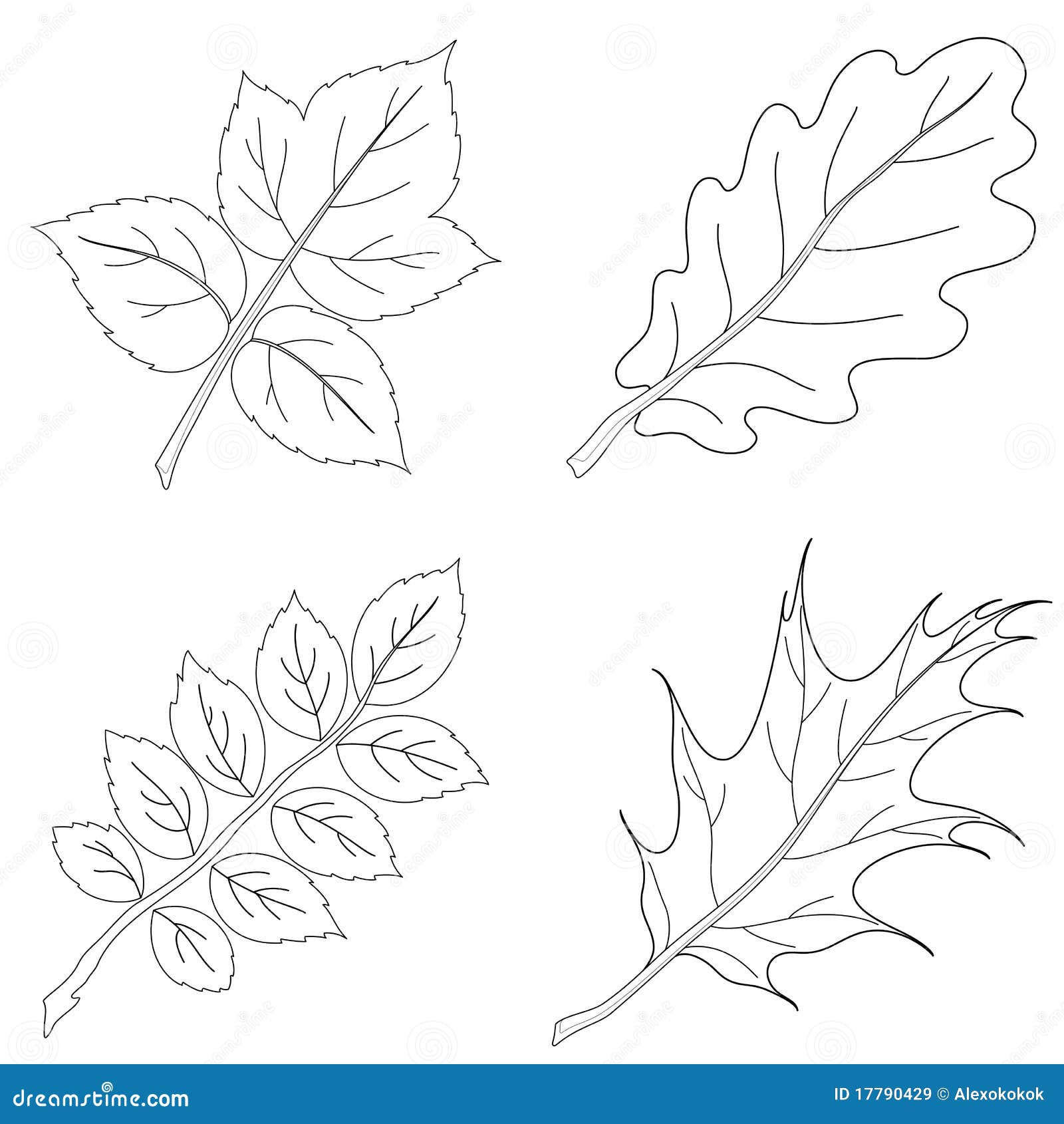 Leaves of Plants, Contour, Set Stock Vector - Illustration of isolated ...