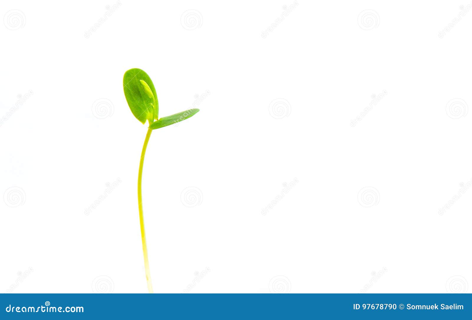 Leaves of Plants Germinate on White Background,abstract Leaf Stock ...