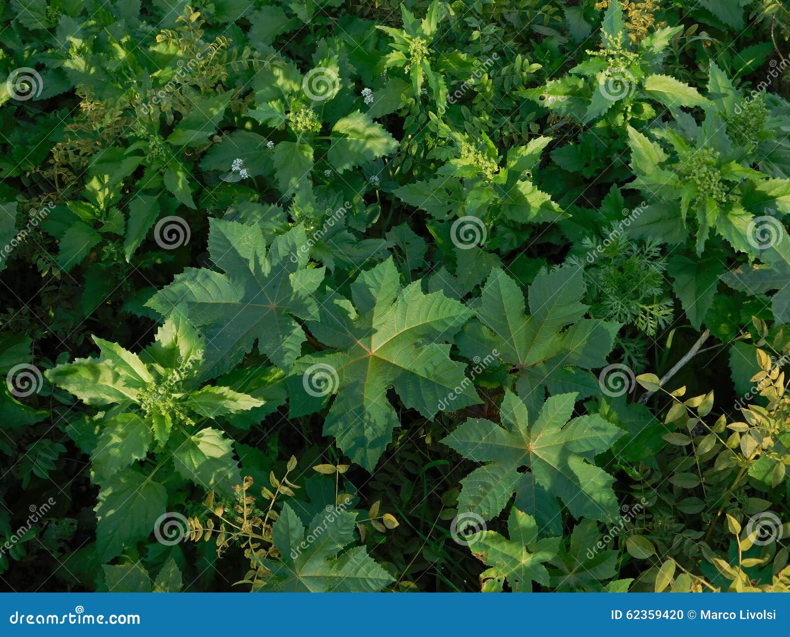 Leaves and Plants in Outdoor Stock Photo - Image of country, growth ...