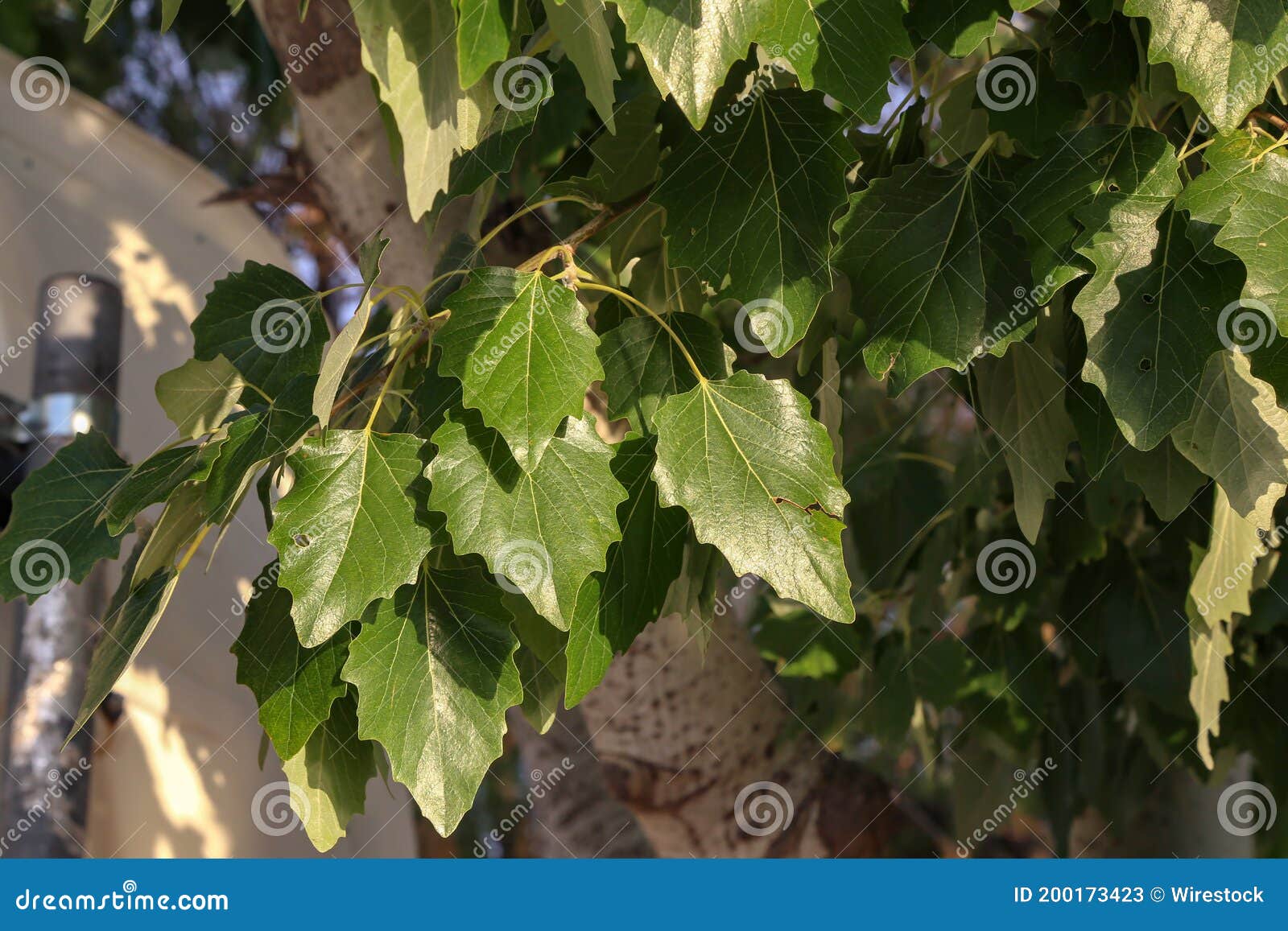 Leaves of a Populus Tree during the Daytime Stock Image - Image of ...