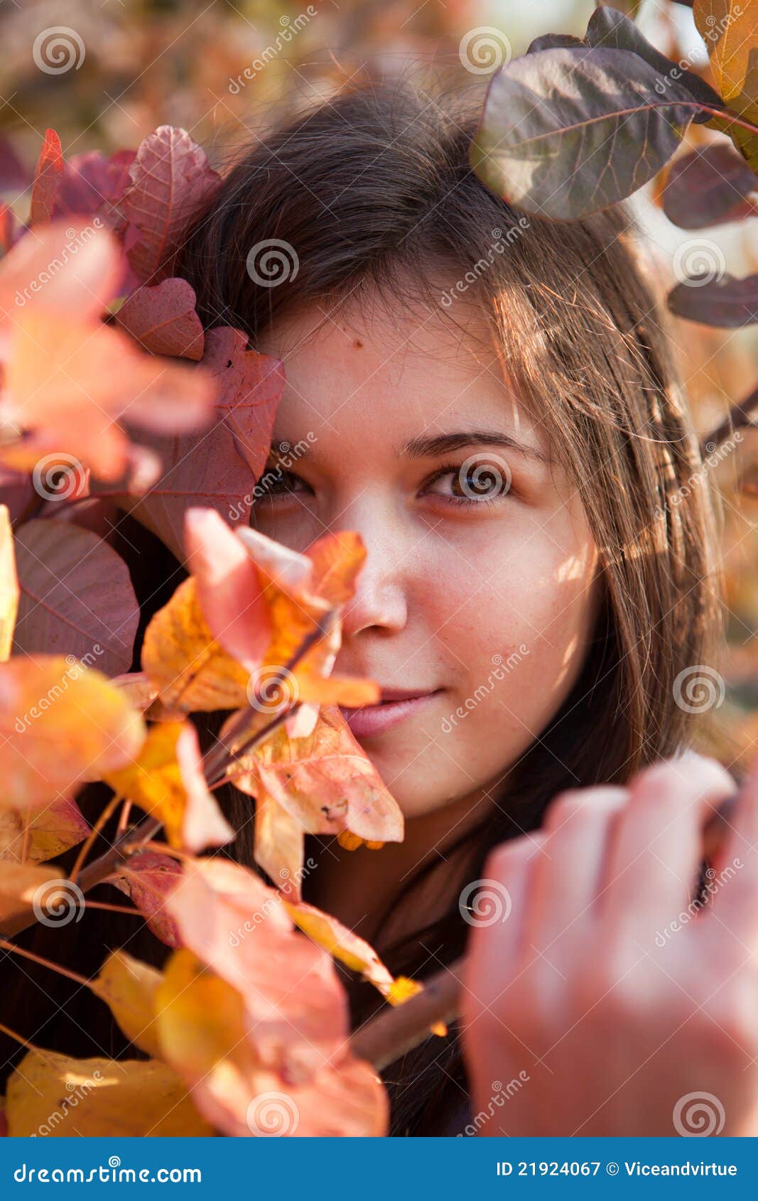 Leaves portrait stock image. Image of outdoor, leaf, park - 21924067