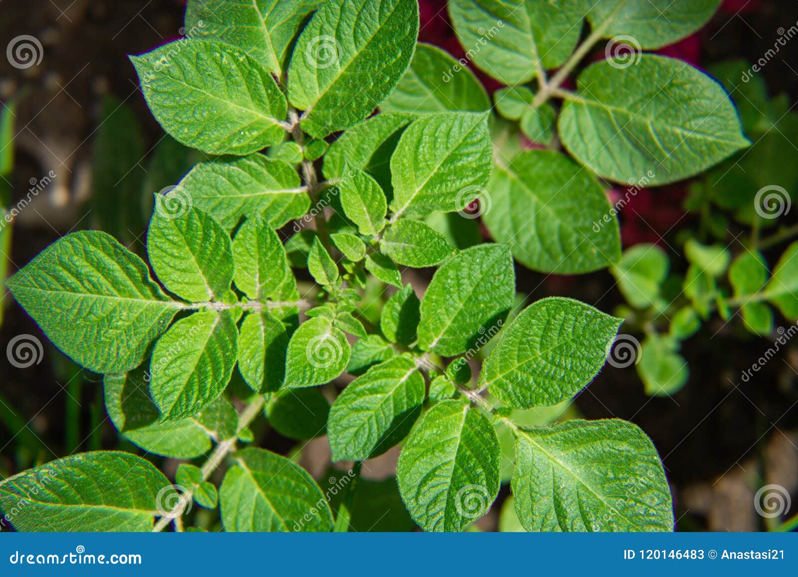 Leaves of Potatoes, Close-up. Illuminated by the Sun Stock Image ...