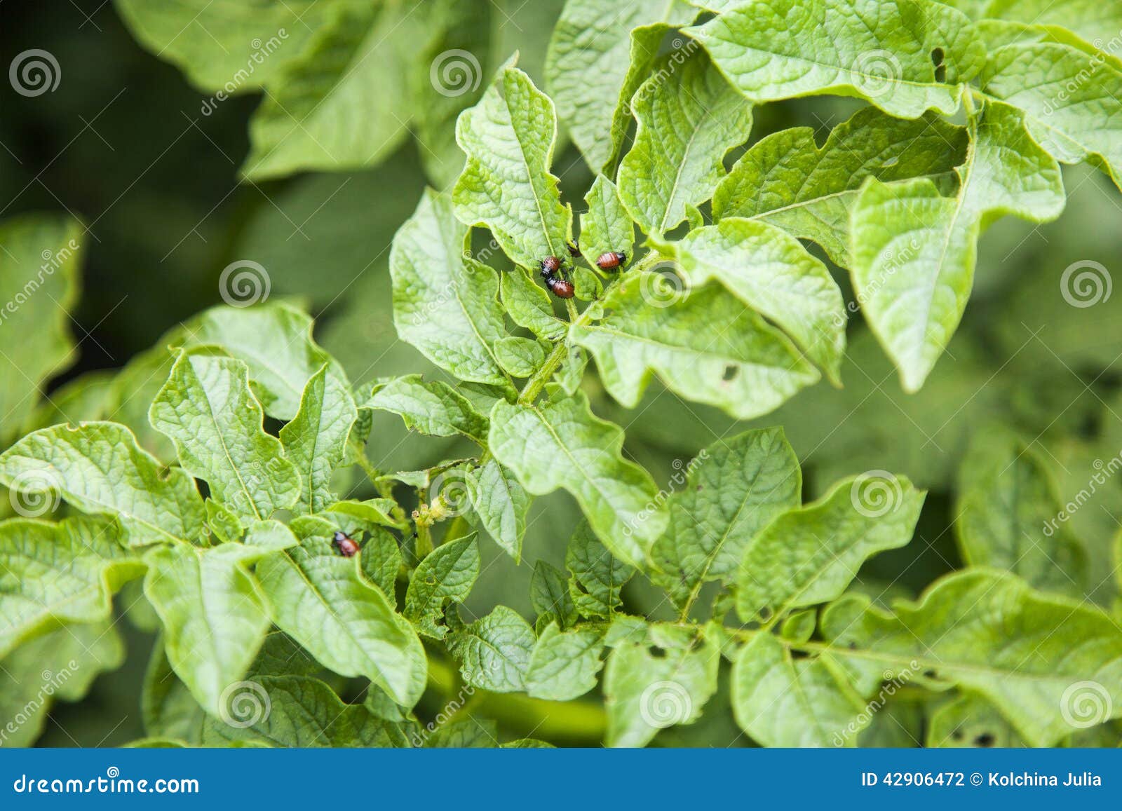 Leaves potatoes stock photo. Image of potatoes, environment - 42906472