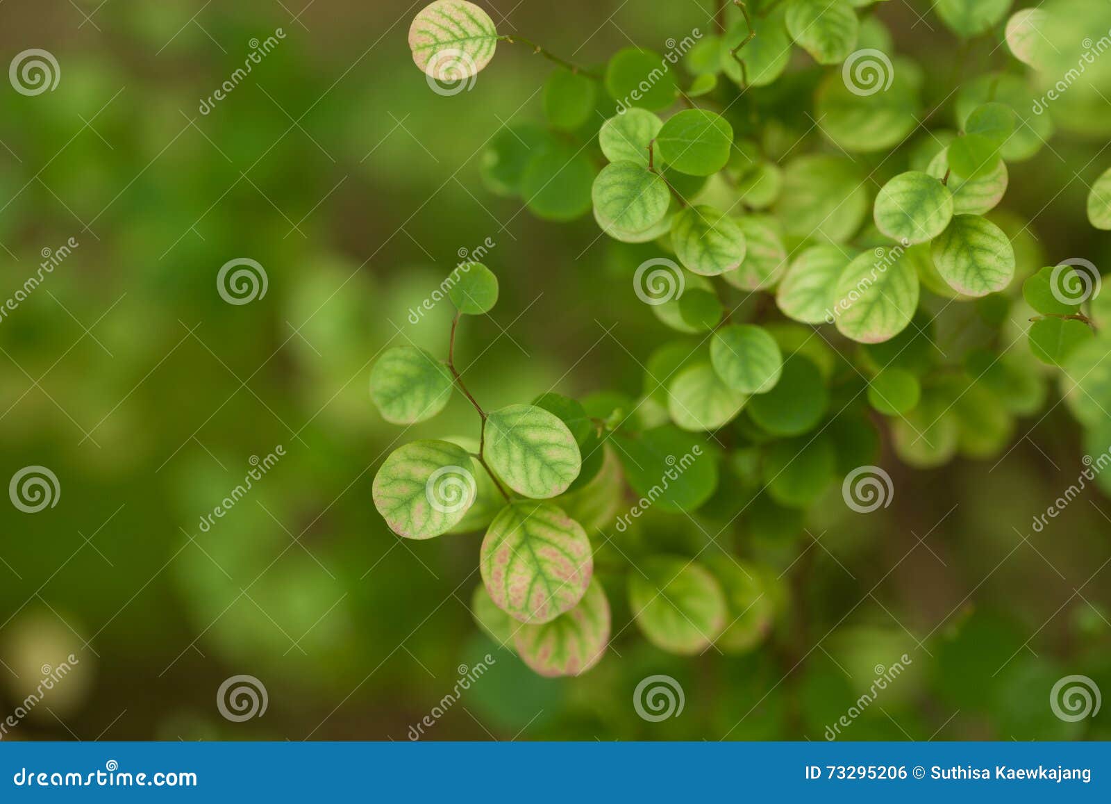 Leaves a Pretty Small,Tree Leaves Spotted the Small Round Stock Photo ...