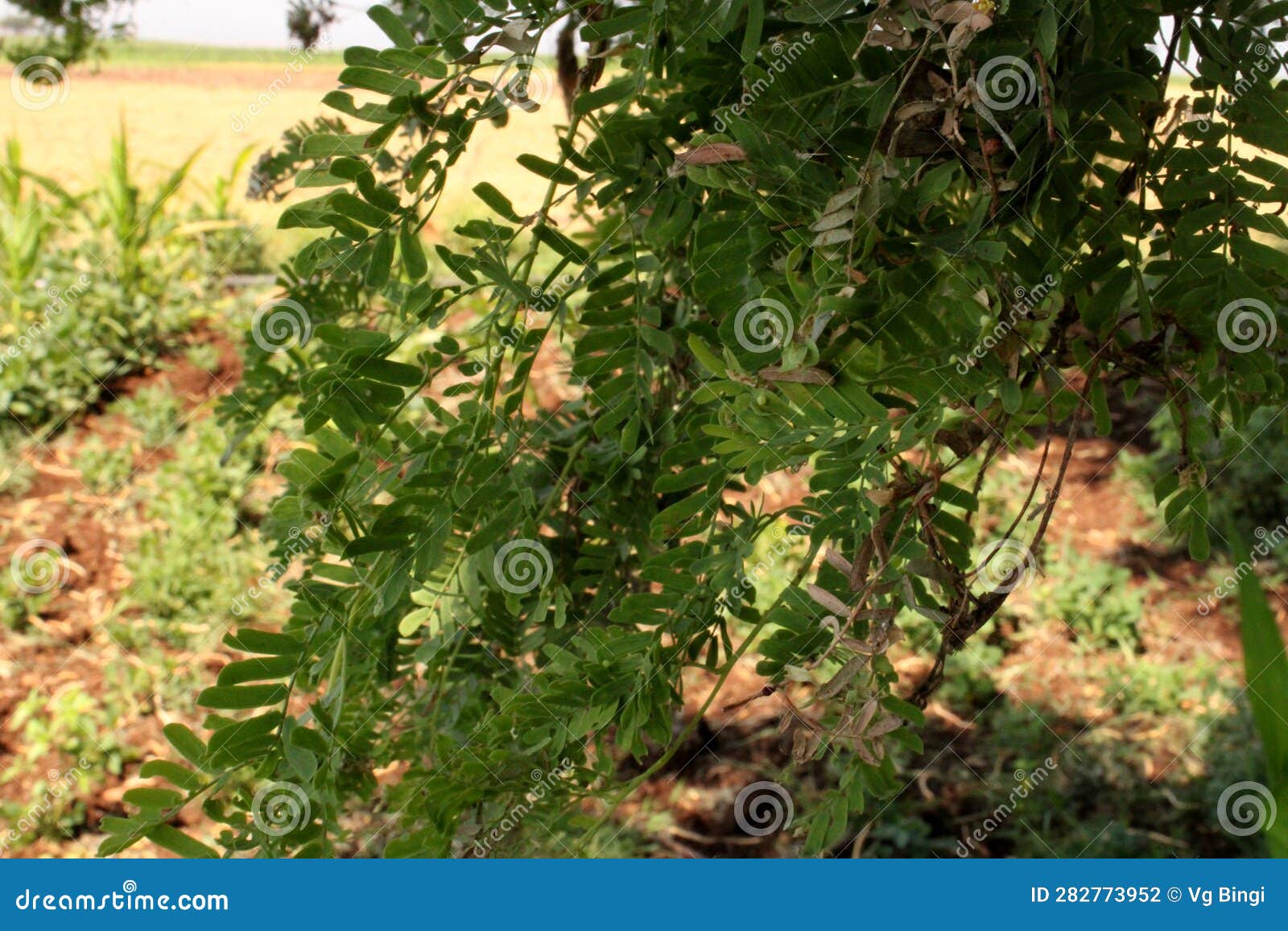 Leaves of the Prosopis Cineraria Tree Stock Photo - Image of branch ...