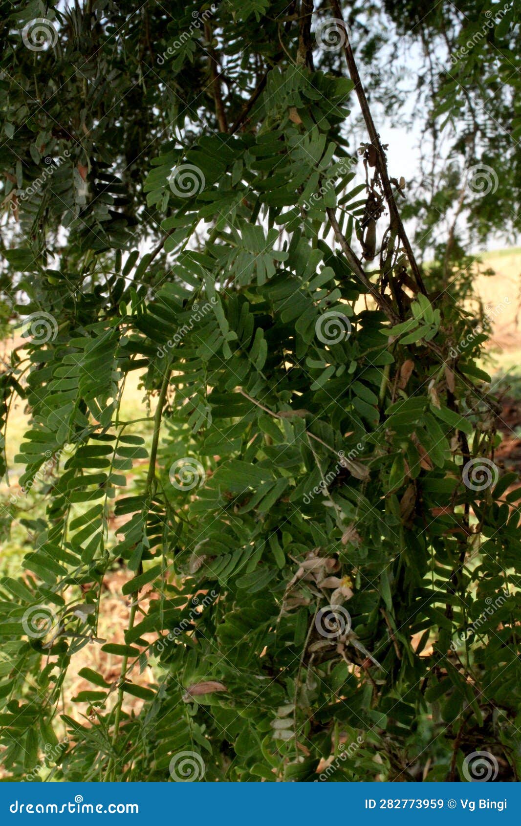 Leaves of the Prosopis Cineraria Tree Stock Image - Image of tree ...