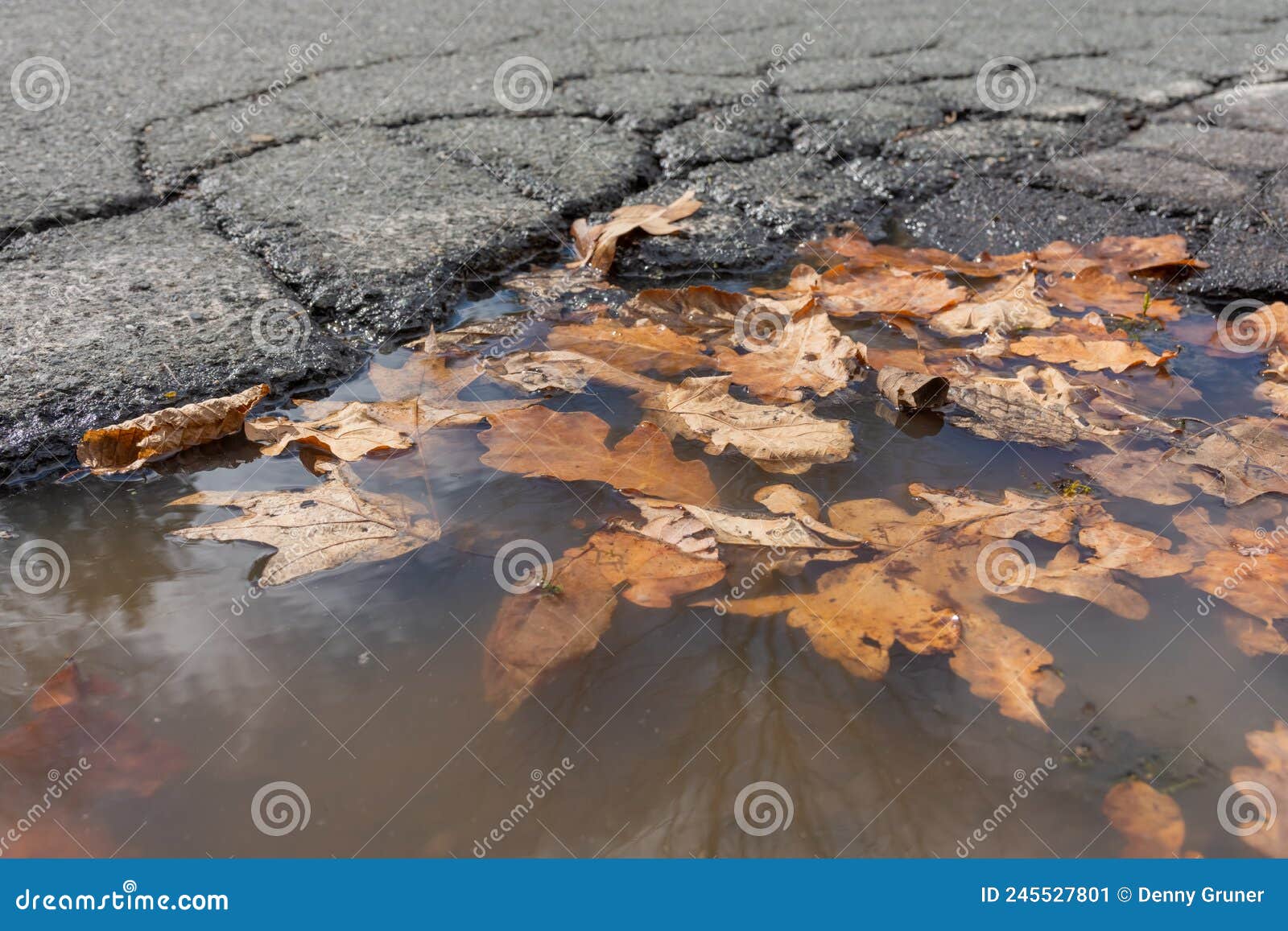 Leaves in a Puddle on a Road Stock Image - Image of season, water ...