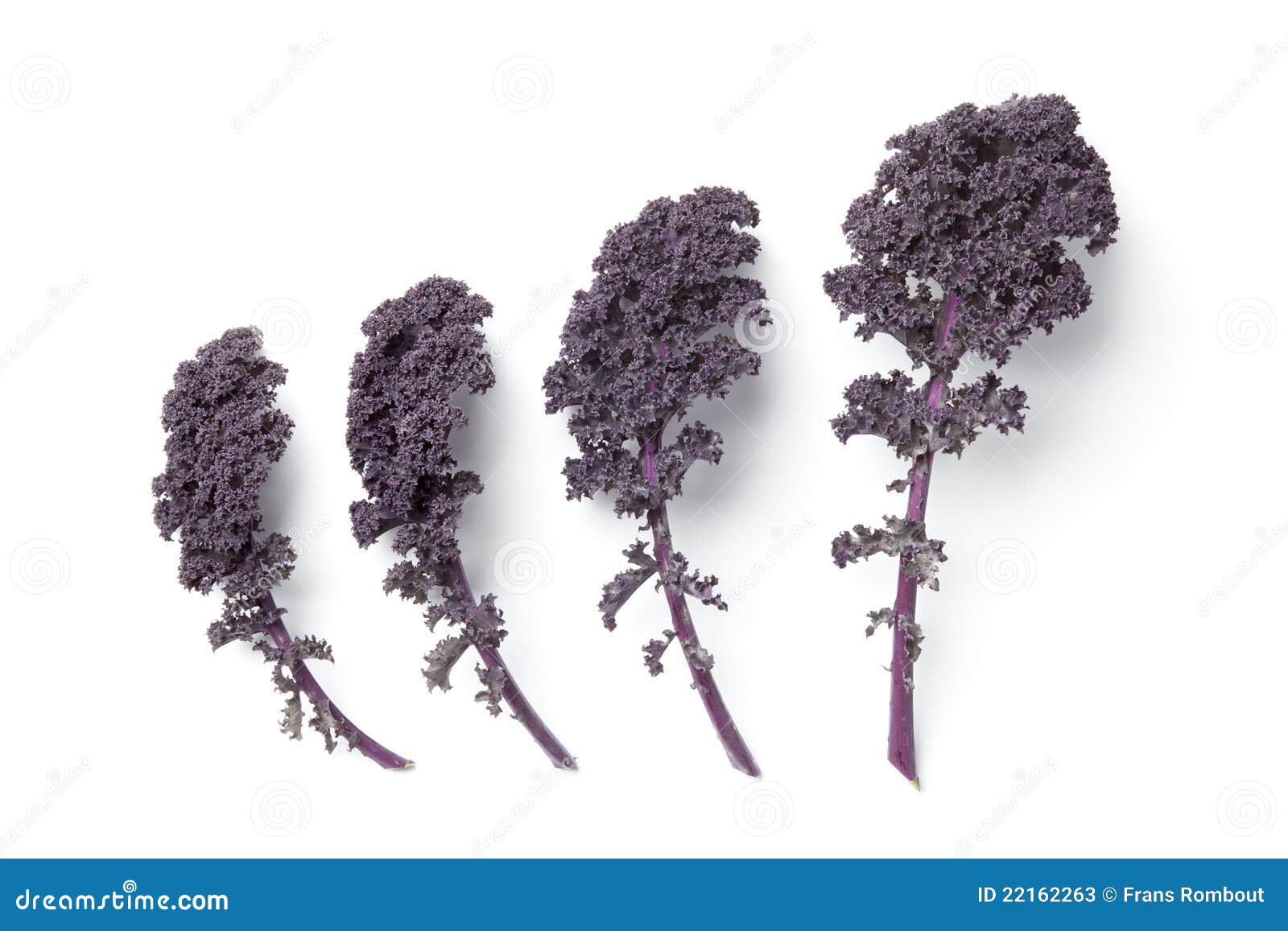 Leaves of purple kale stock image. Image of curly, oleracea - 22162263