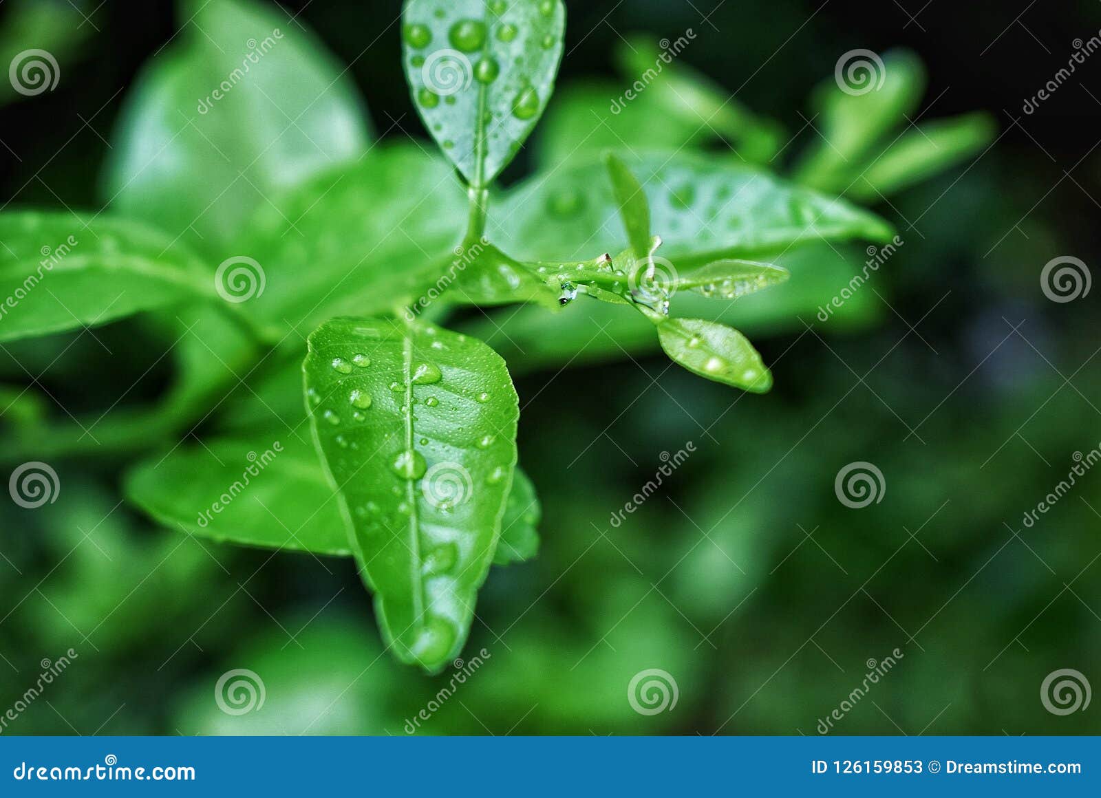 Calamansi stock image. Image of drops, nature, leaves - 126159853