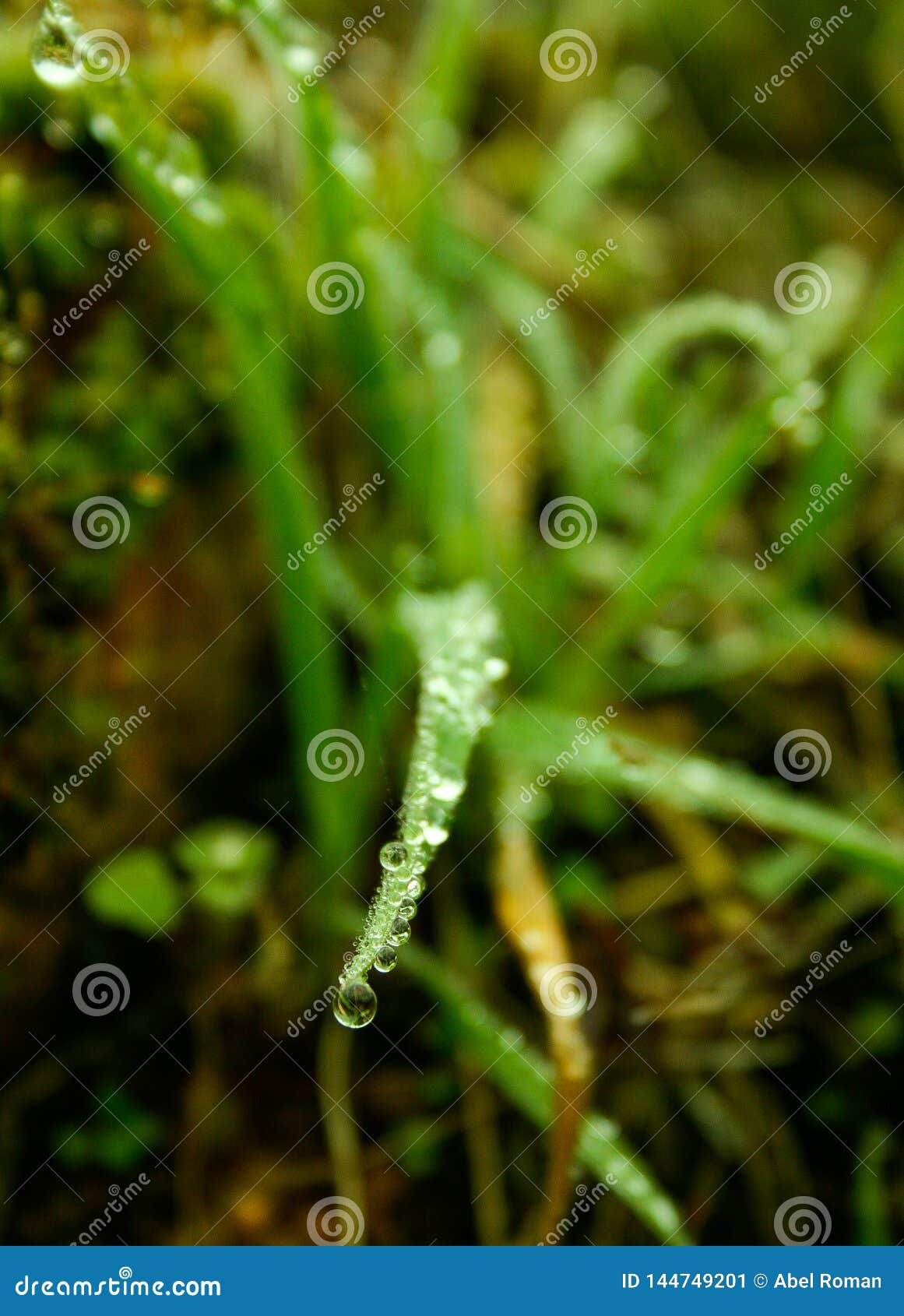 Beautiful Leaves with Raindrops Stock Image - Image of raindrop, leaf ...