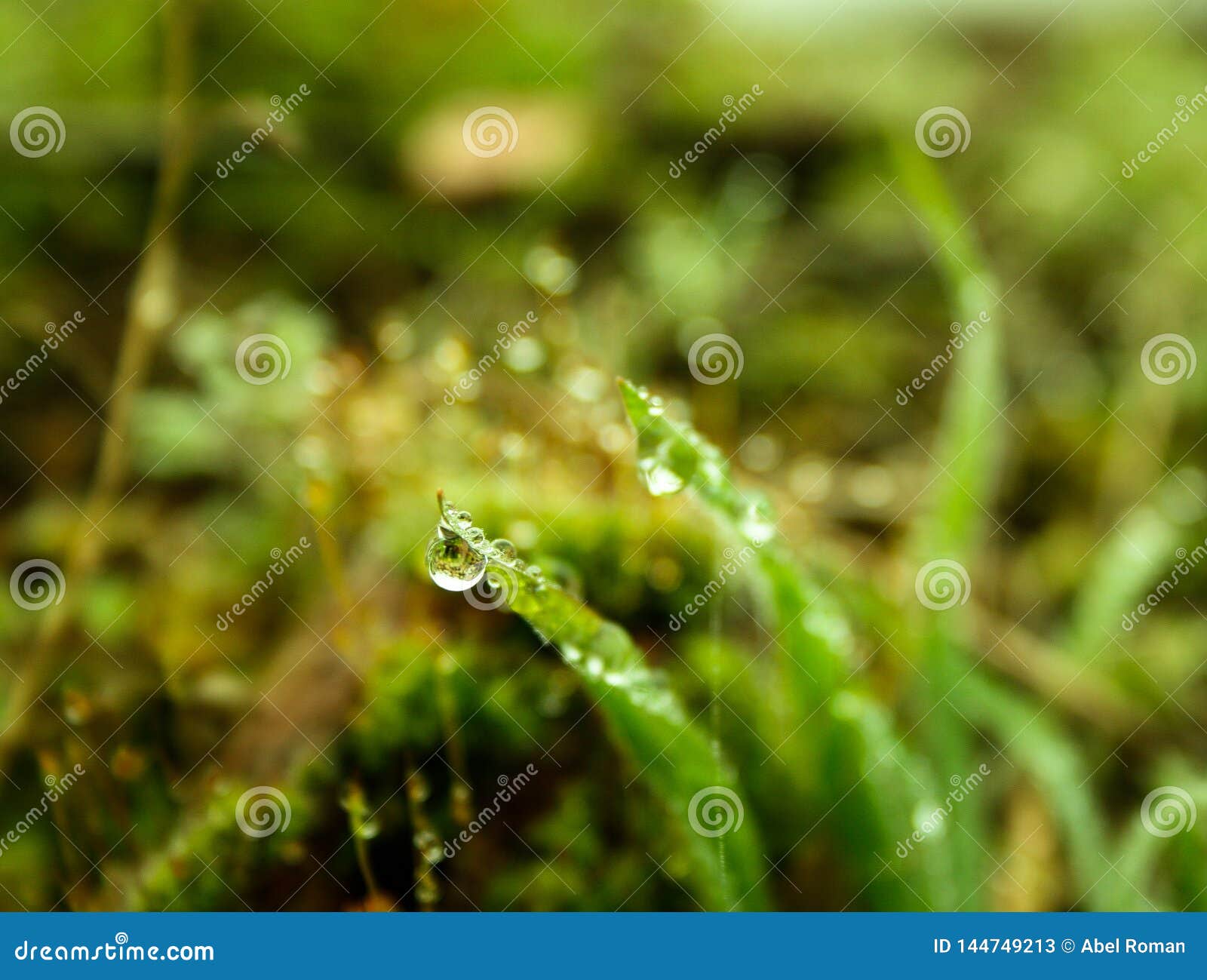 Beautiful Leaves with Raindrops Stock Image - Image of summer, autumn ...