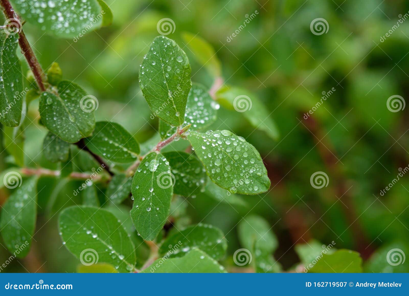 Leaves in Raindrops Shrubs Summer Rain Footprints Stock Image - Image ...