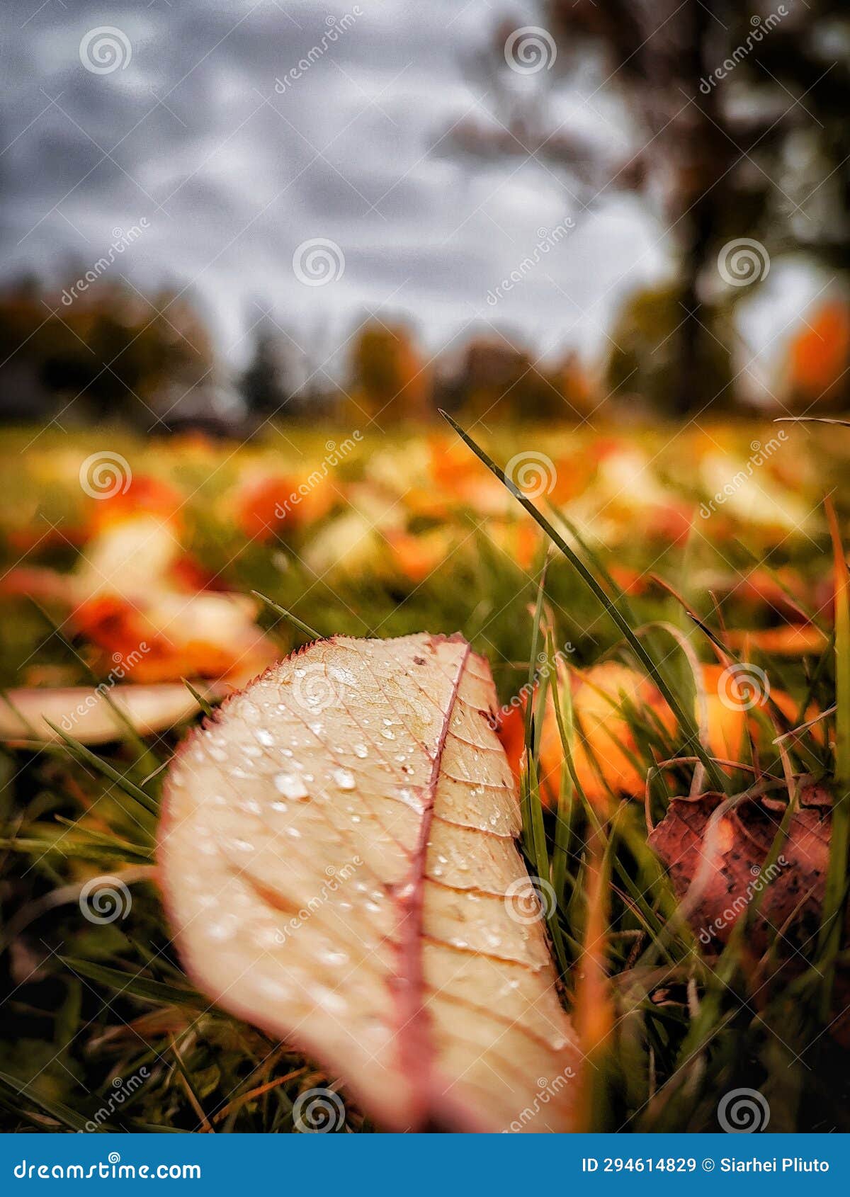 Leaves on a rainy day stock image. Image of yellow, wildflower - 294614829