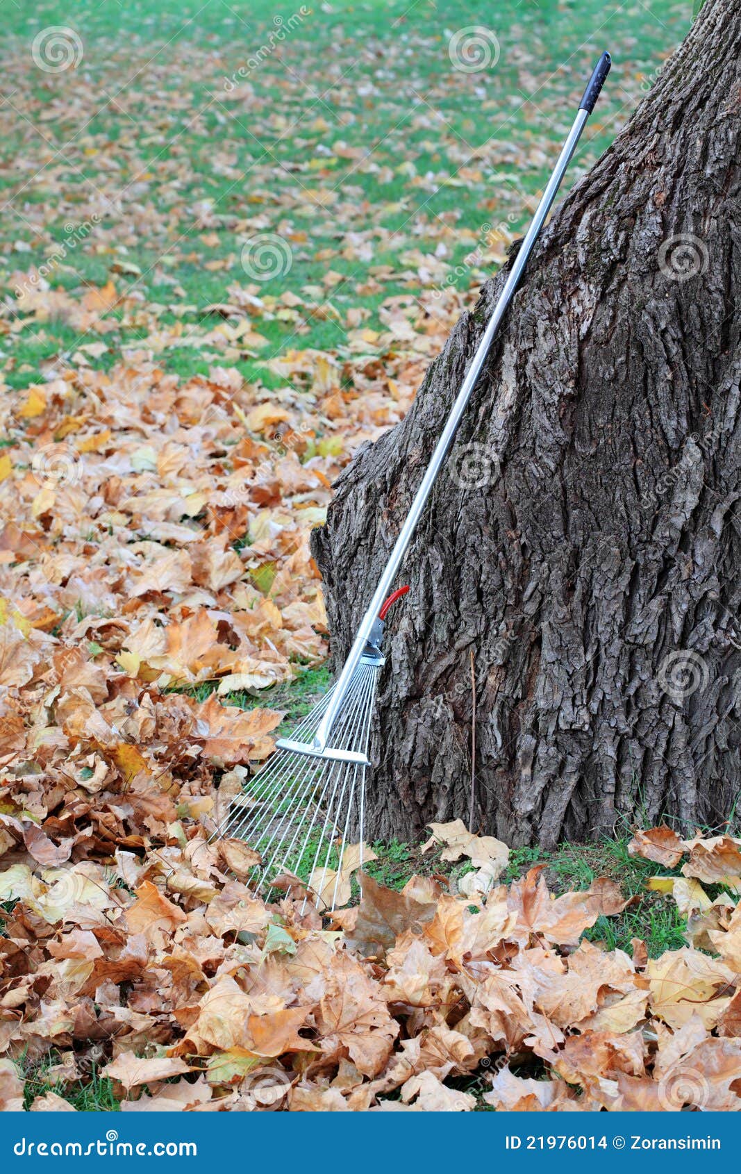 Leaves raking stock photo. Image of seasonal, leafs, raking - 21976014