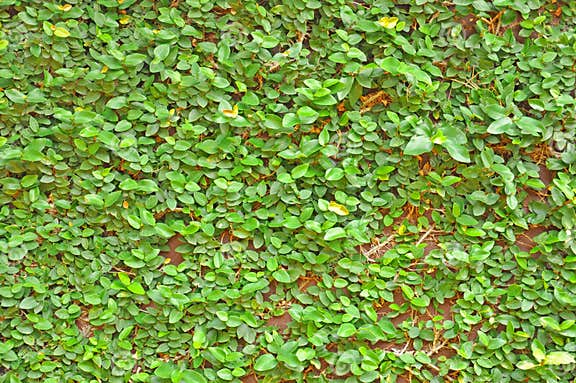 Leaves ramble stock photo. Image of creeping, texture - 29395618