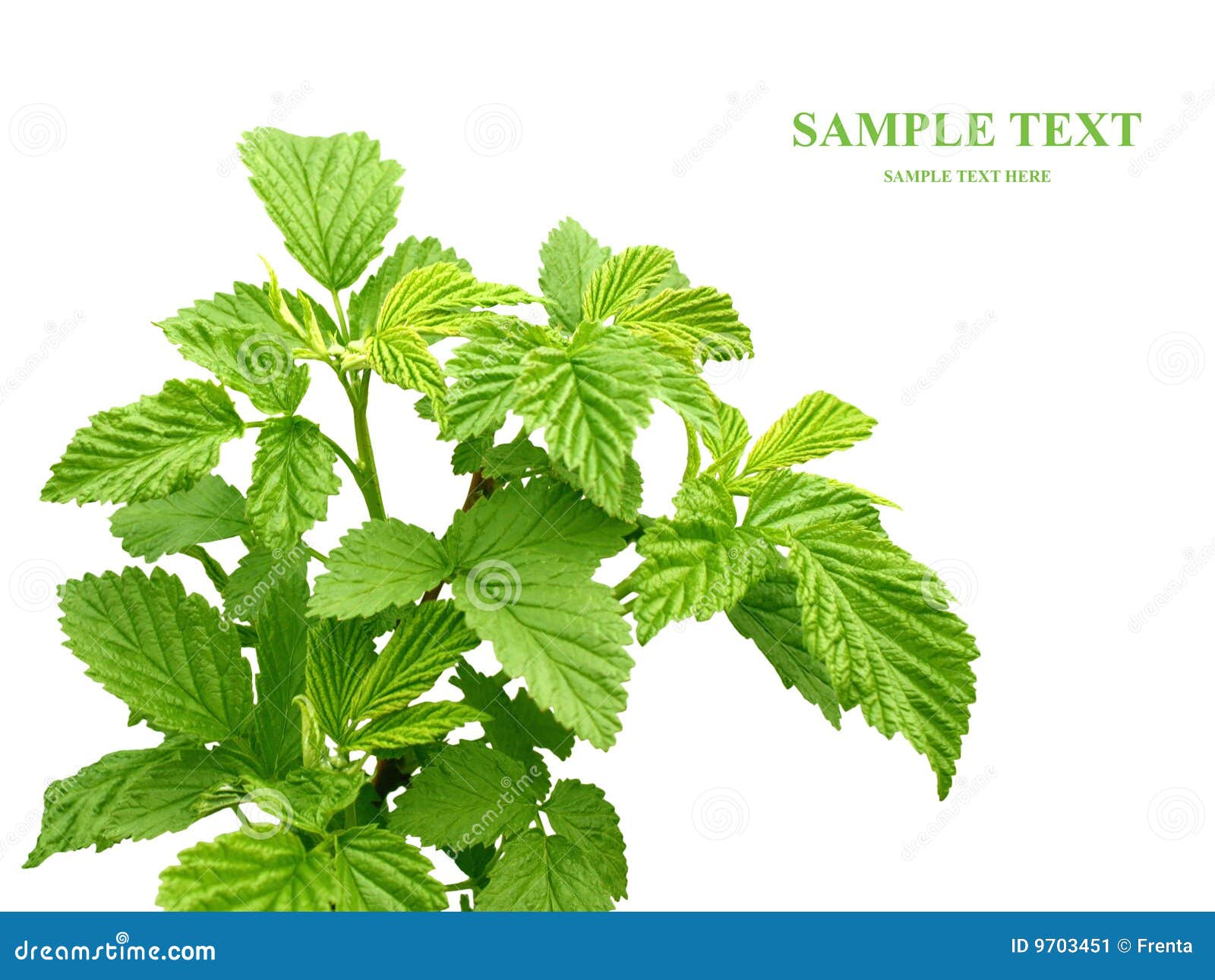 Leaves of a raspberry stock image. Image of simplicity - 9703451