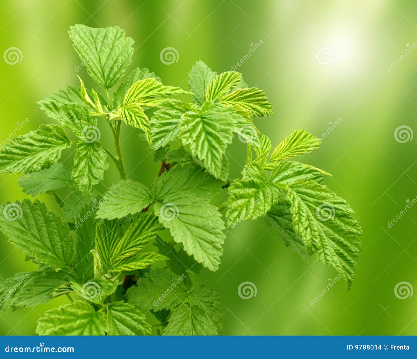 Leaves of a raspberry stock photo. Image of life, growth - 9788014