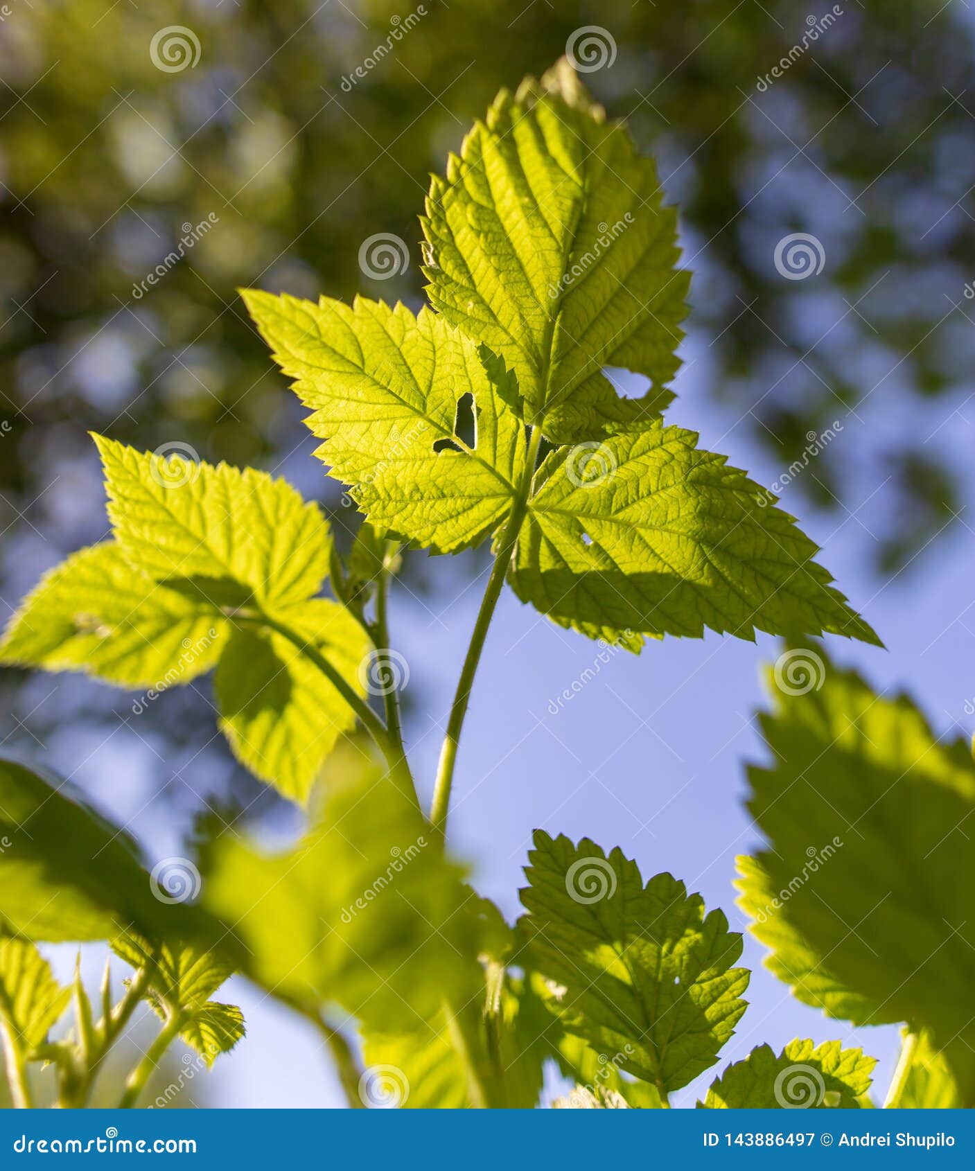 Leaves on Raspberry Branches in Spring Stock Image - Image of beauty ...