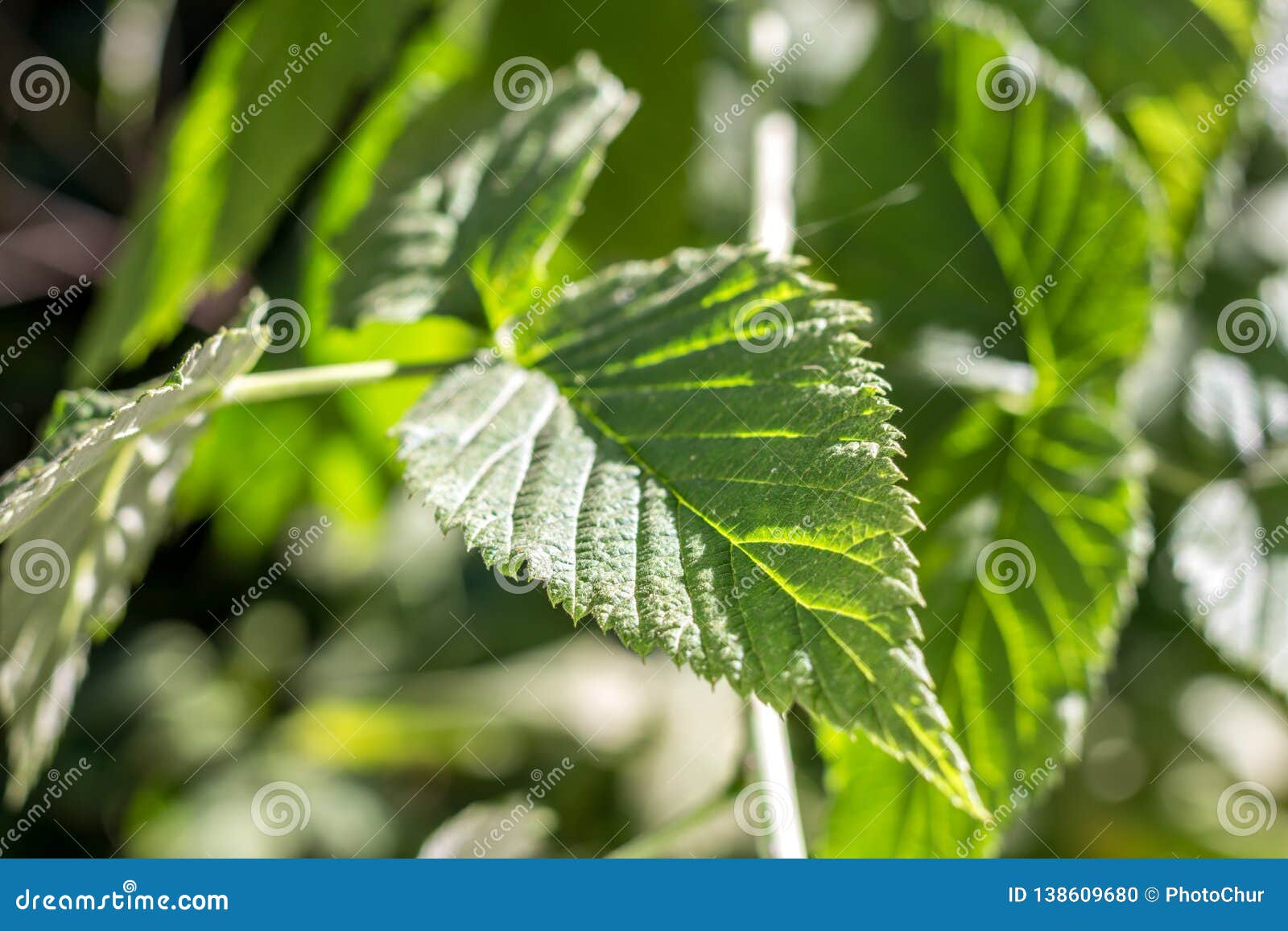 Leaves of raspberry bush stock photo. Image of closeup - 138609680