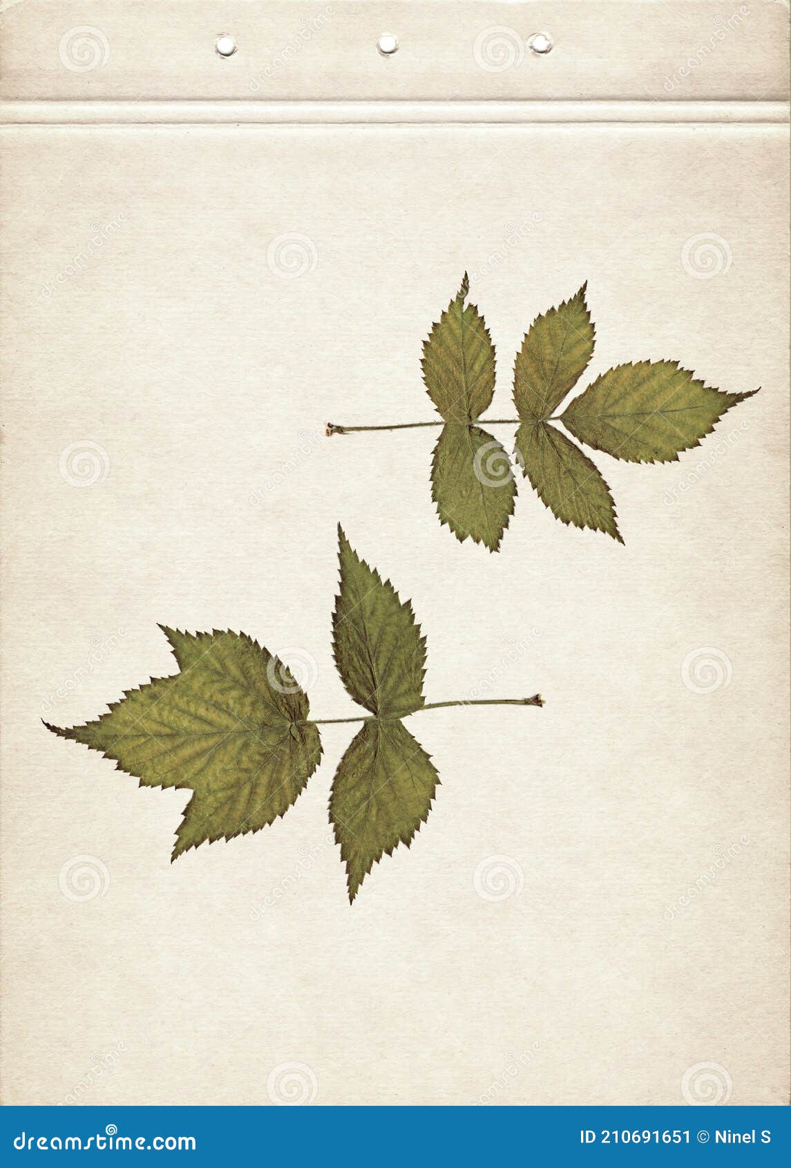 Leaves of Raspberry. Herbarium. Pressed and Dried Herbs Stock Image ...