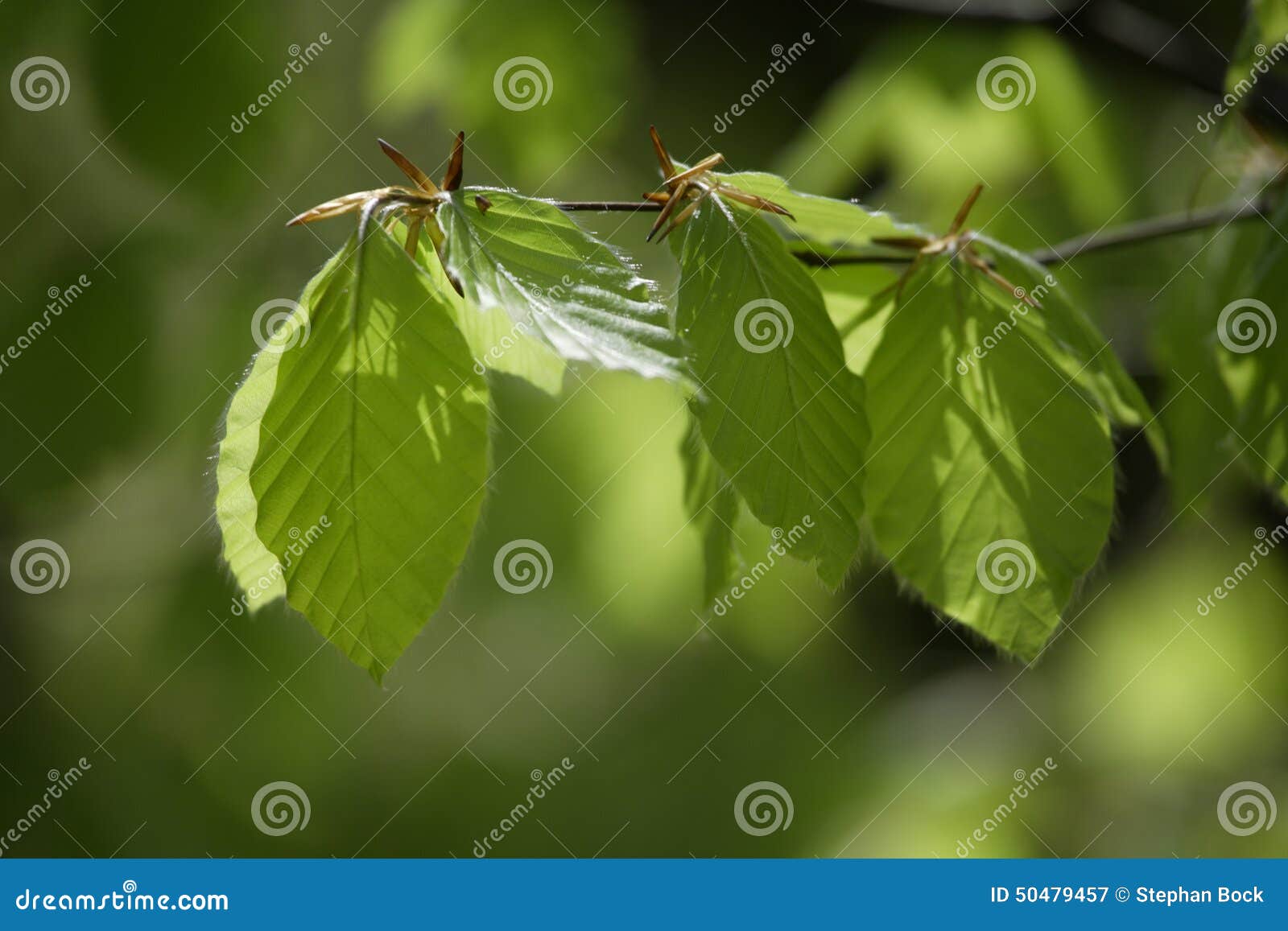 Leaves of Red Beech Tree (Fagus Silvatica), Close-up Stock Image ...