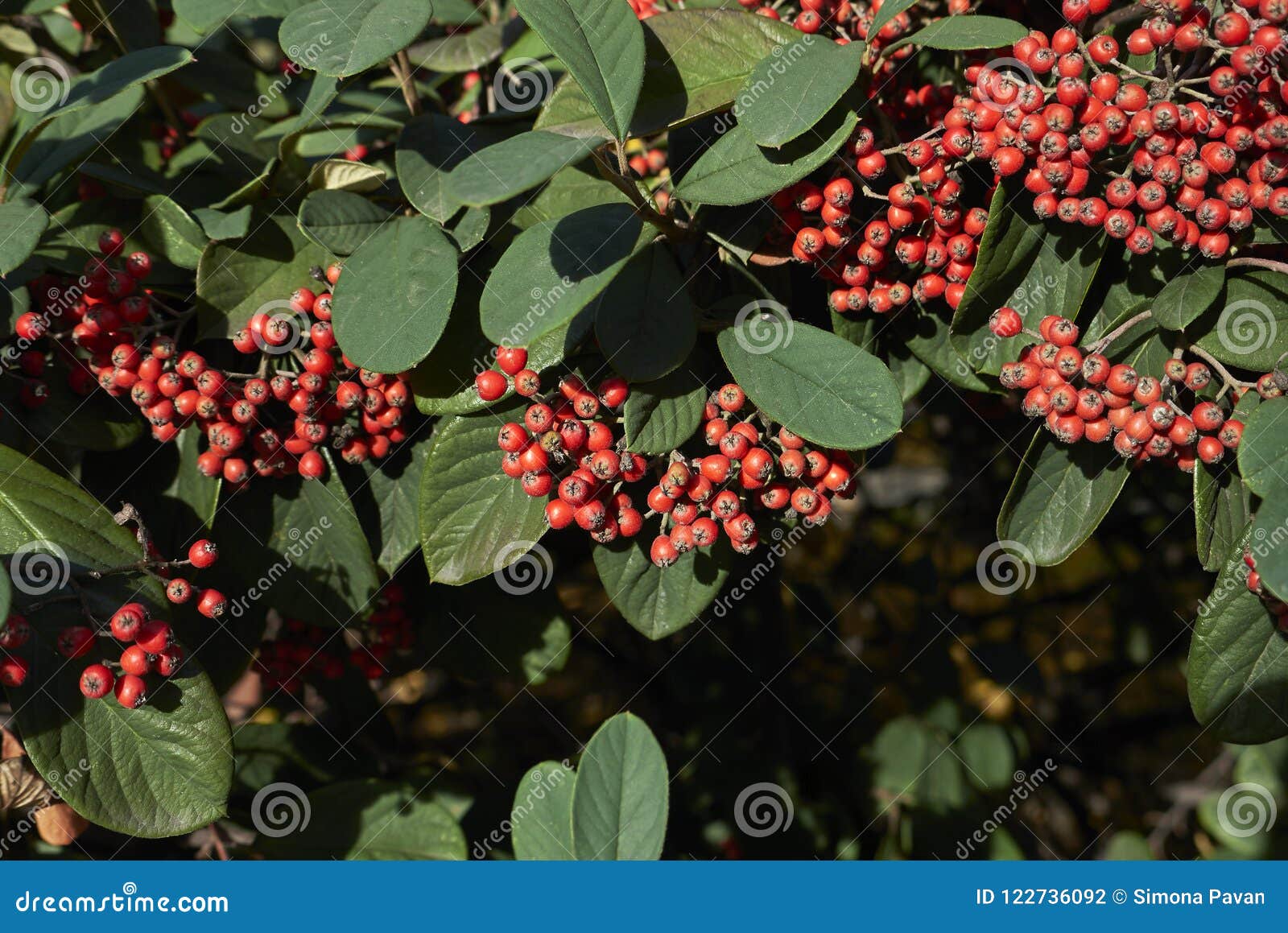 Branch of Cotoneaster Lacteus Shrub Stock Photo - Image of late, beauty ...