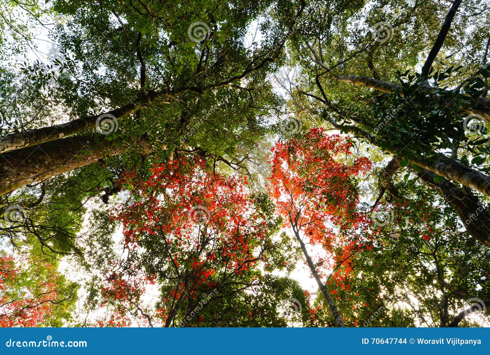 Leaves Red and green stock photo. Image of macro, maple - 70647744