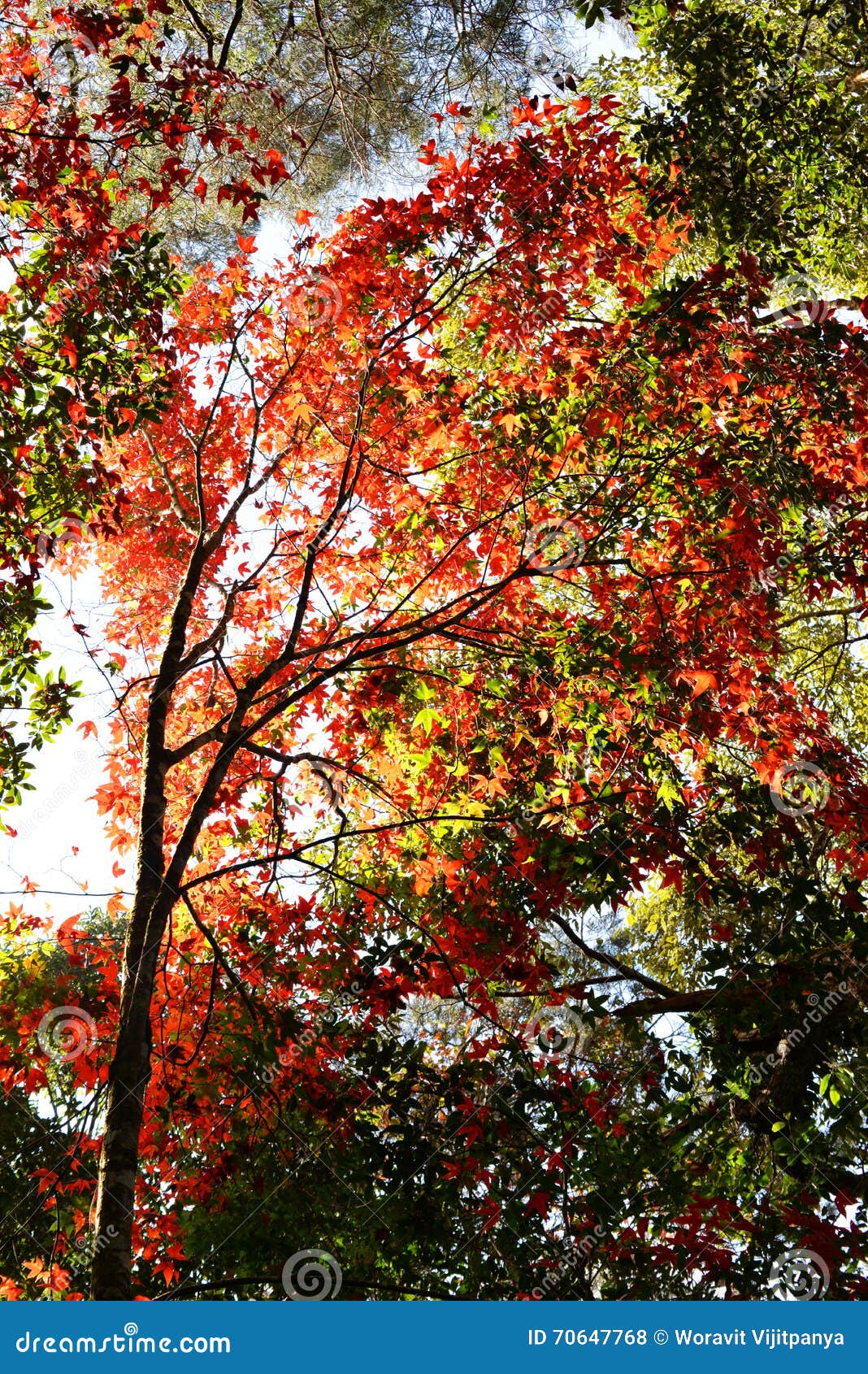 Leaves Red and green stock photo. Image of macro, golden - 70647768