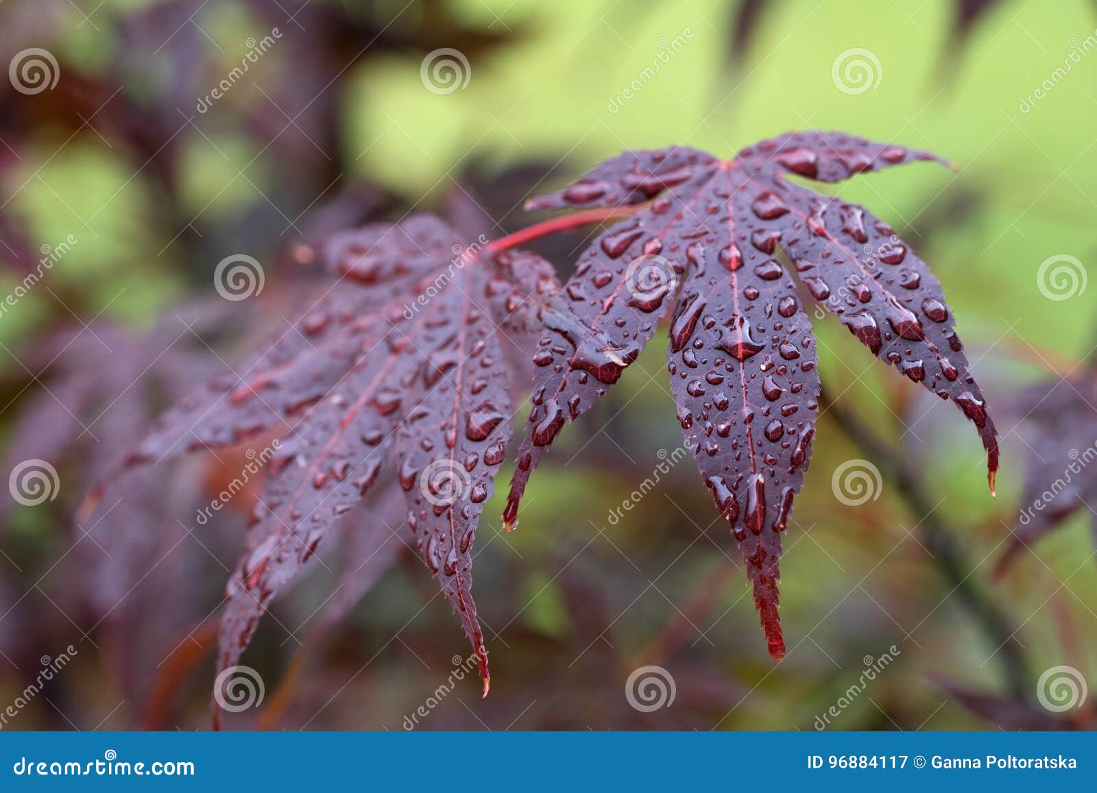 Leaves of Red Japanese-maple Amur Maple with Water Drops Stock Image ...