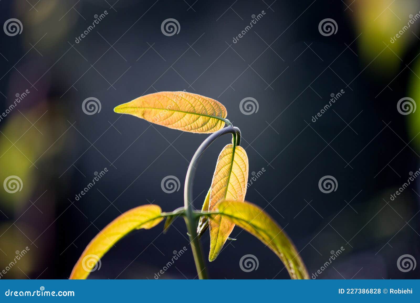 Leaves Reflecting the Natural Sun Light during the Day on a Dark ...