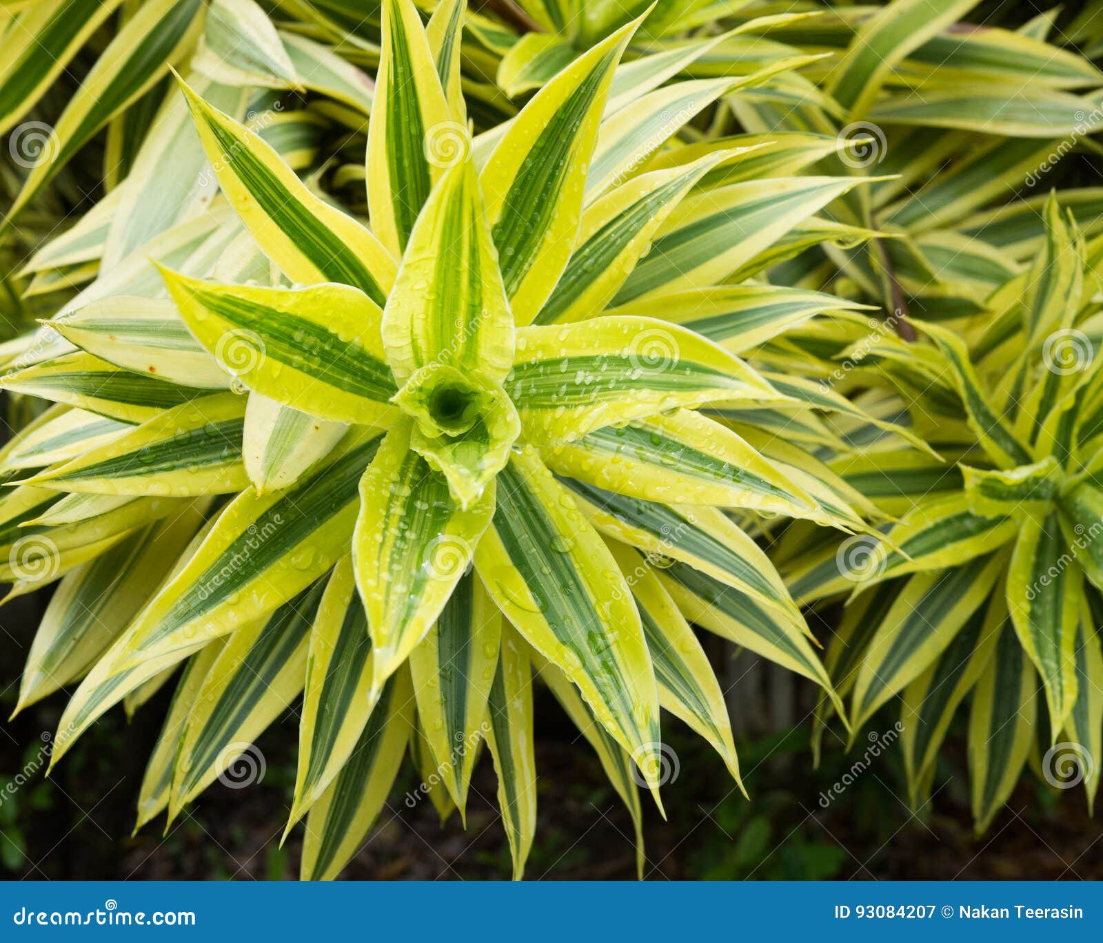 Leaves of ribbon plant stock image. Image of yellow, bamboo - 93084207