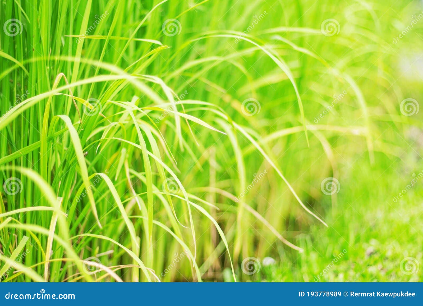 Leaves of rice at sunlight stock image. Image of agriculture - 193778989