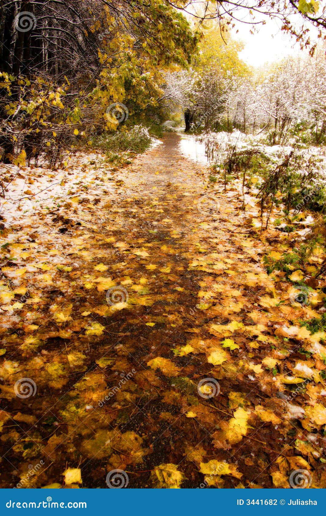 Leaves road stock photo. Image of alley, landscape, sunny - 3441682