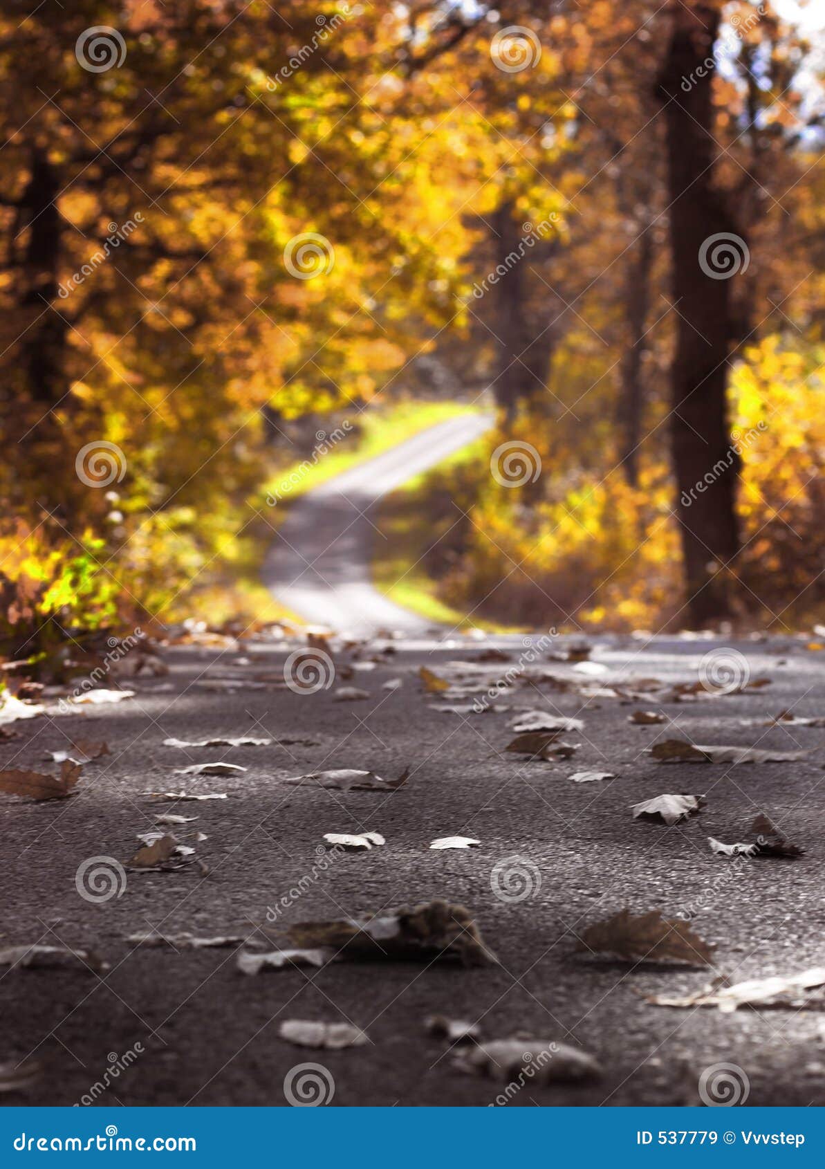 Leaves on road stock image. Image of floor, wind, fall - 537779