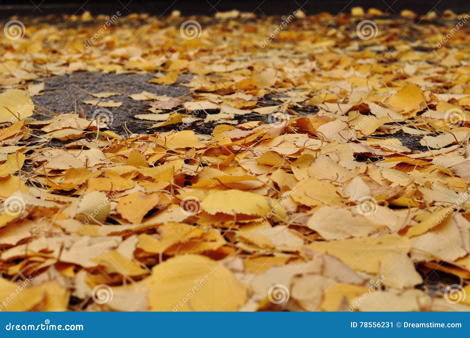 Leaves on the road stock image. Image of birch, september - 78556231