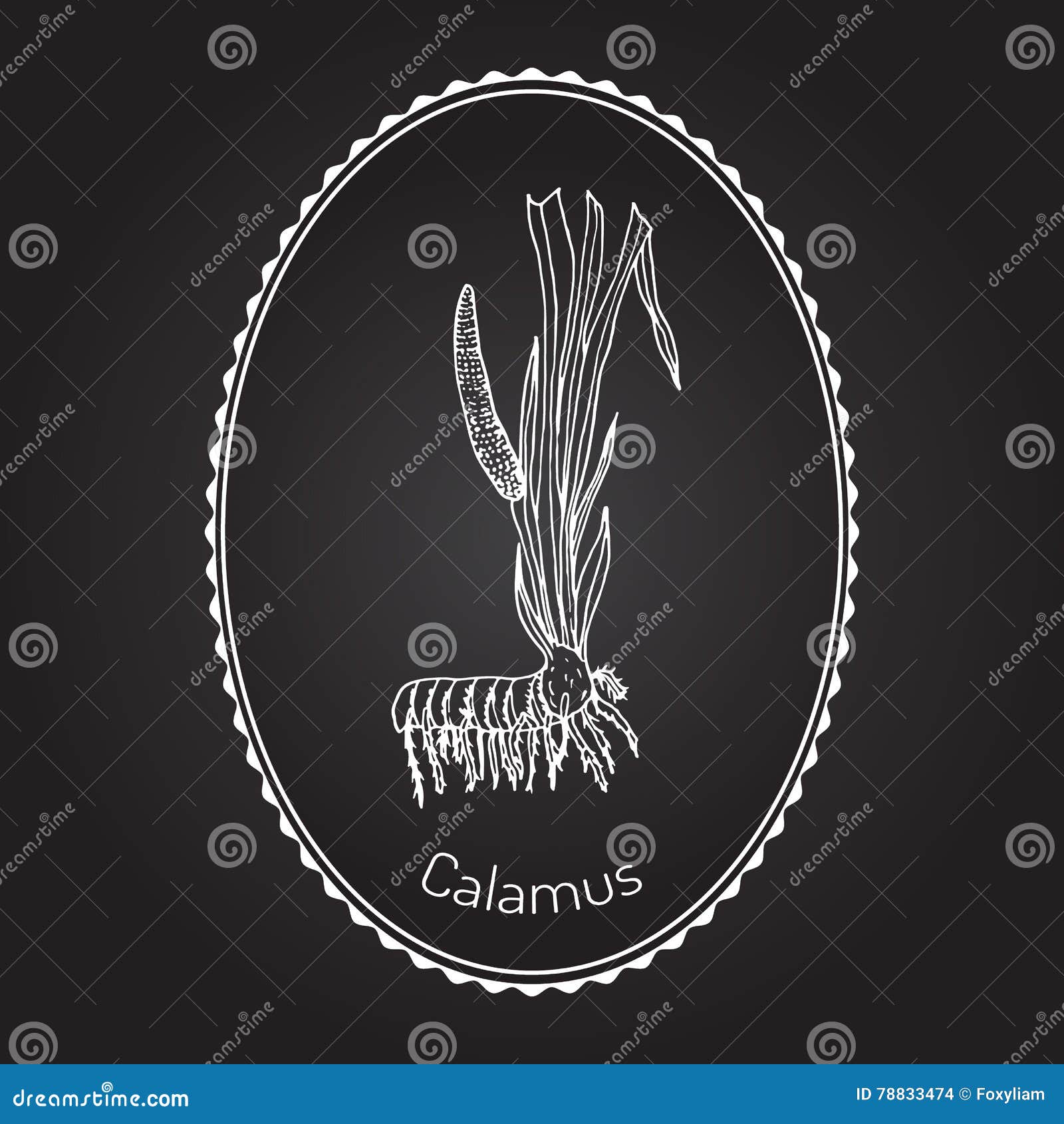 Leaves and Root of Acorus Calamus Stock Vector - Illustration of ...