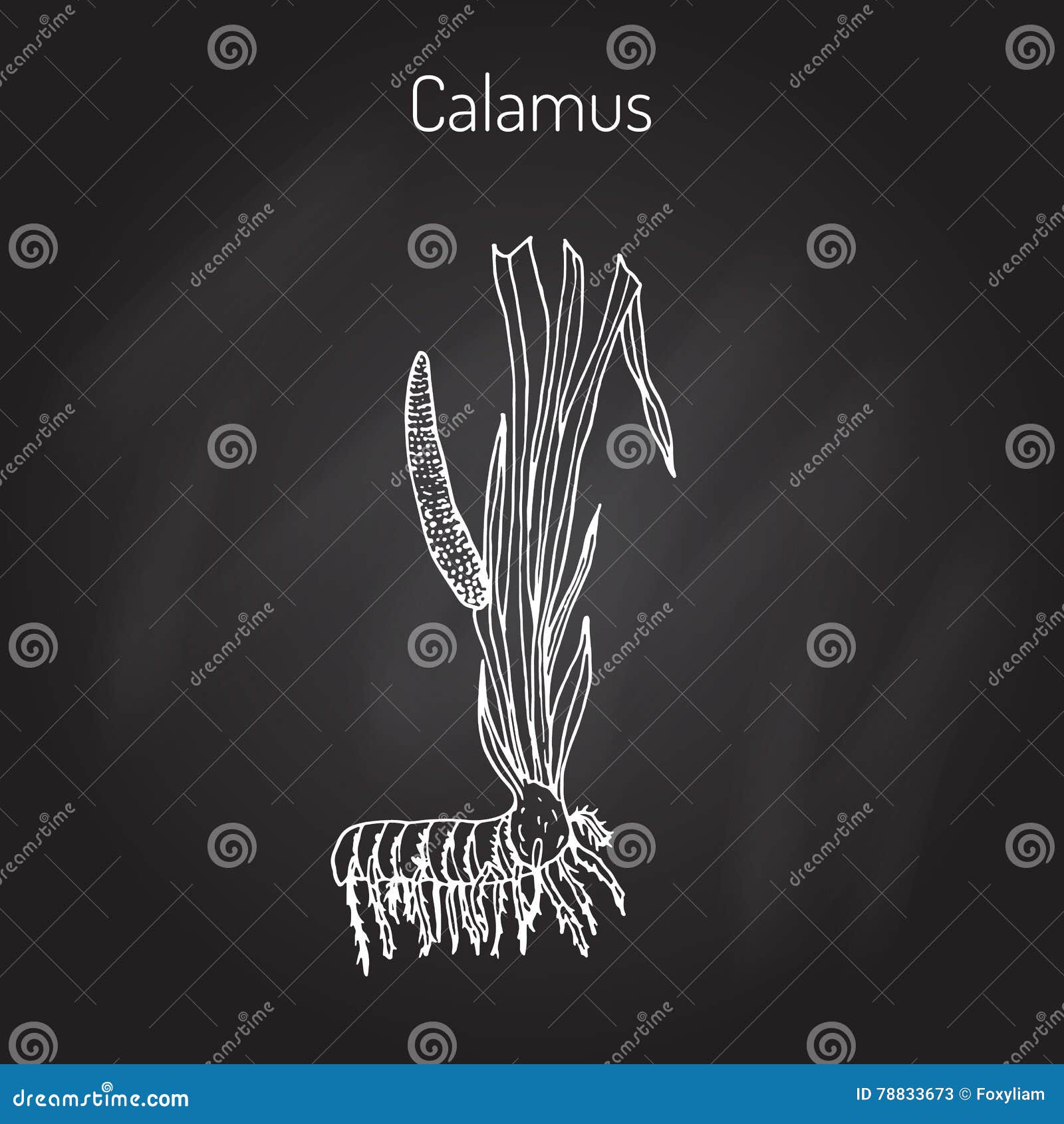 Leaves And Root Of Acorus Calamus. Cartoon Vector | CartoonDealer.com ...