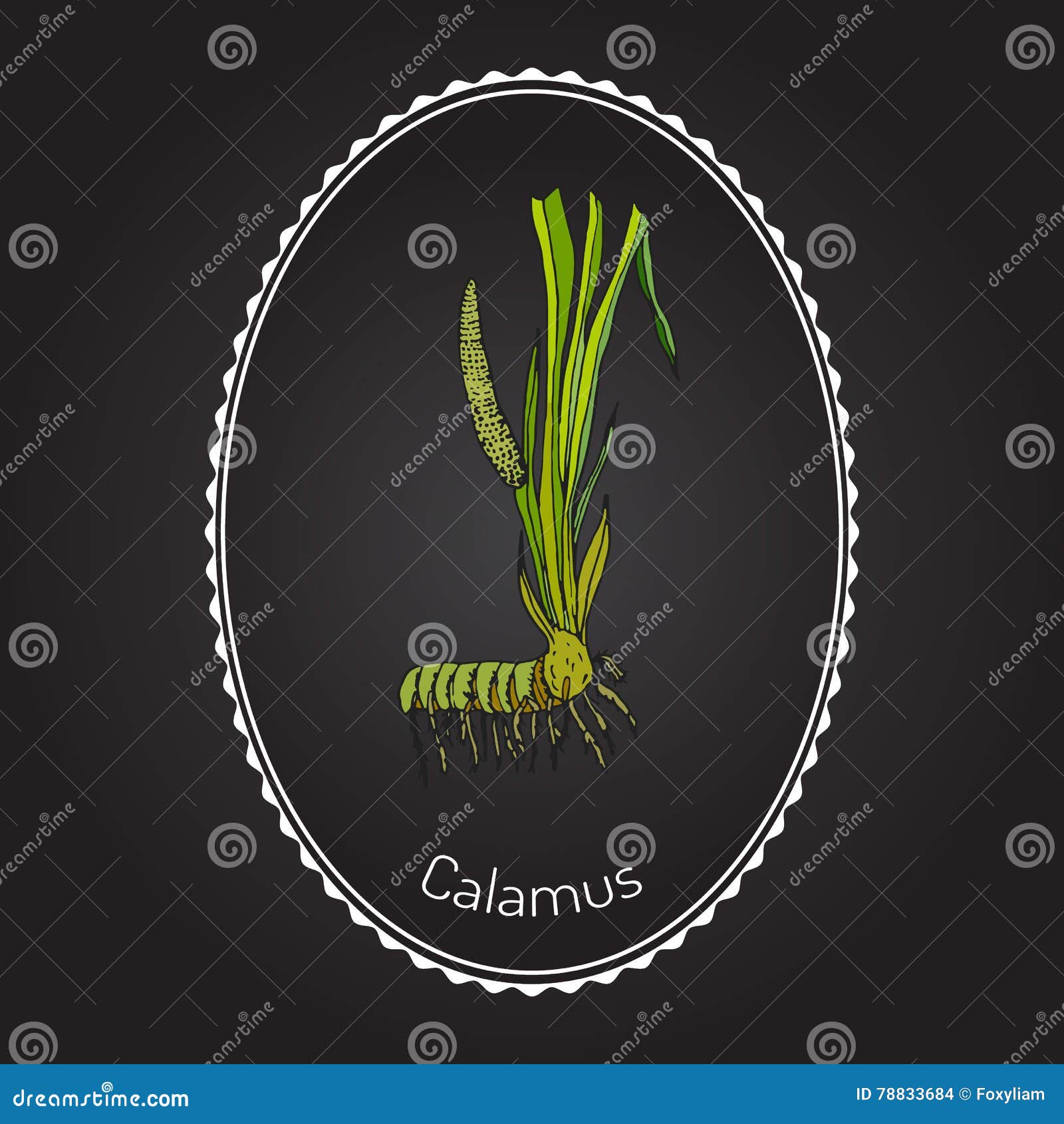 Leaves and Root of Acorus Calamus Stock Vector - Illustration of ...