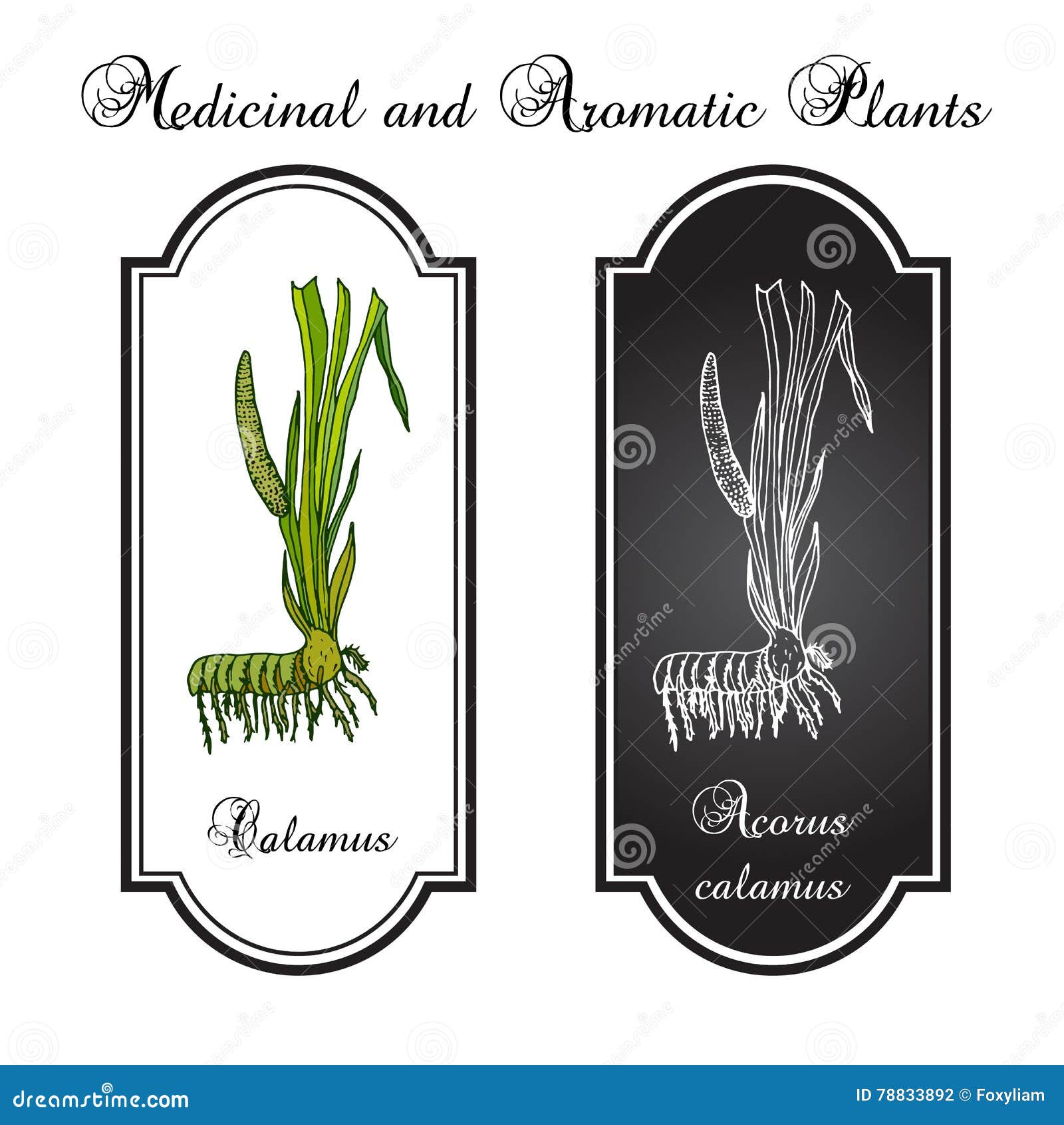 Leaves and Root of Acorus Calamus Stock Vector - Illustration of ...