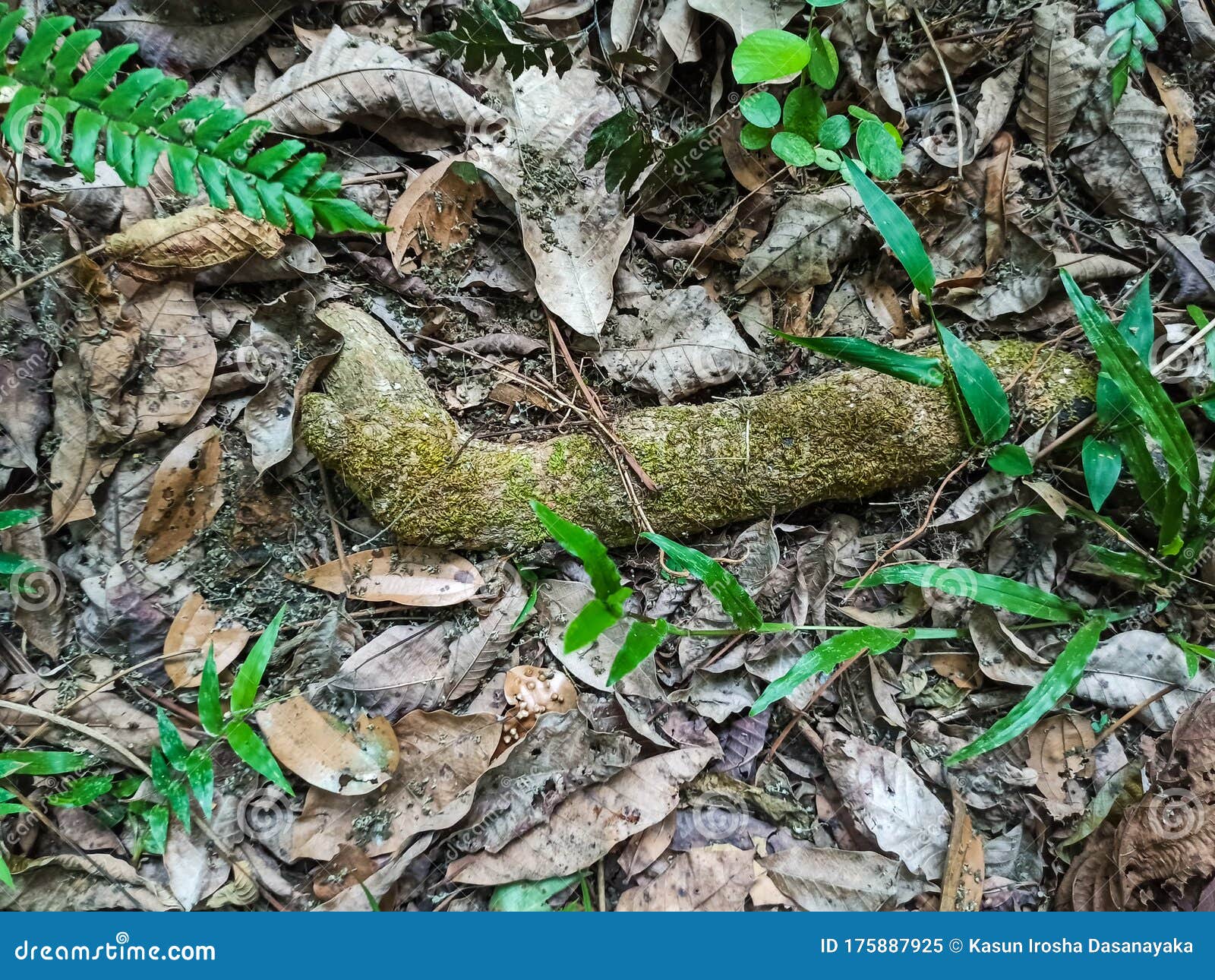 Leaves and Roots of Deciduous Branches with Moss Stock Image - Image of ...