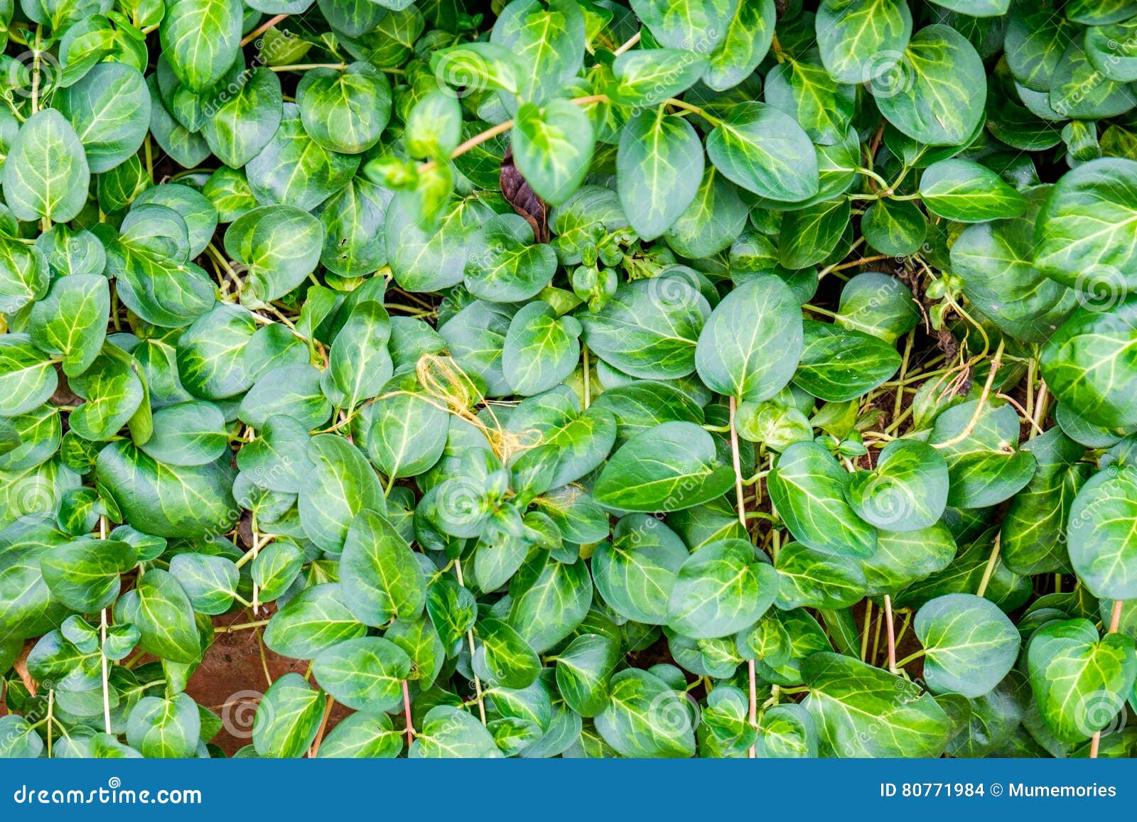 Leaves roots green pattern stock illustration. Illustration of flora ...
