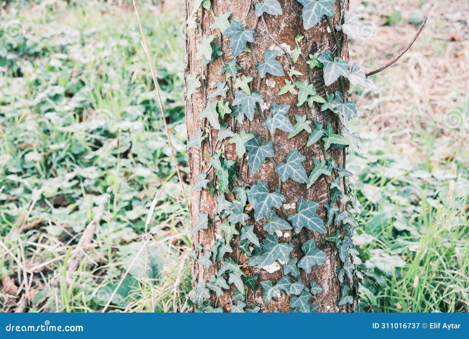 Leaves and Roots of Wild Ivy Wrapped Around a Tree Trunk, a Corner of ...