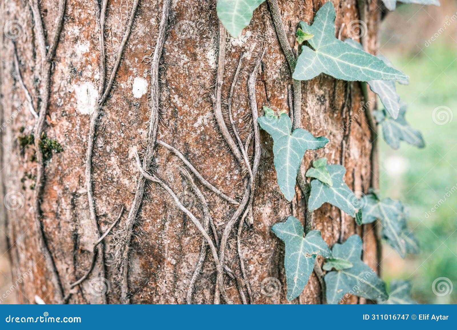 Leaves and Roots of Wild Ivy Wrapped Around a Tree Trunk, a Corner of ...