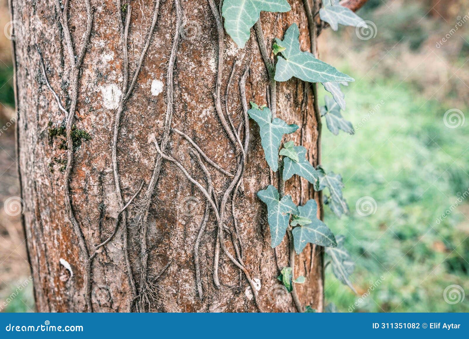 Leaves and Roots of Wild Ivy Wrapped Around a Tree Trunk, a Corner of ...