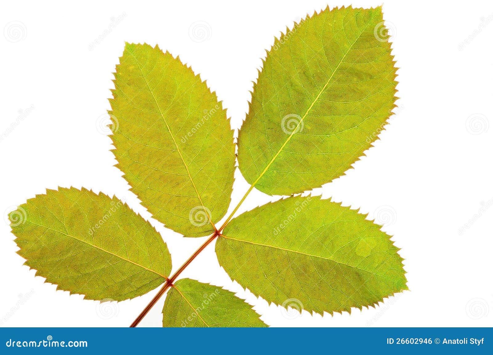 Leaves of Roses stock photo. Image of garden, texture - 26602946